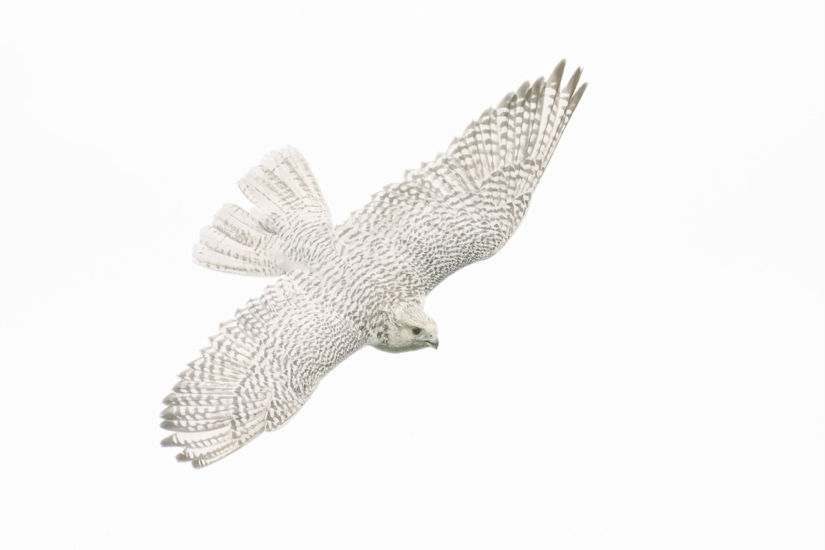 The world’s largest falcon faces a threat it can’t flee: climate change