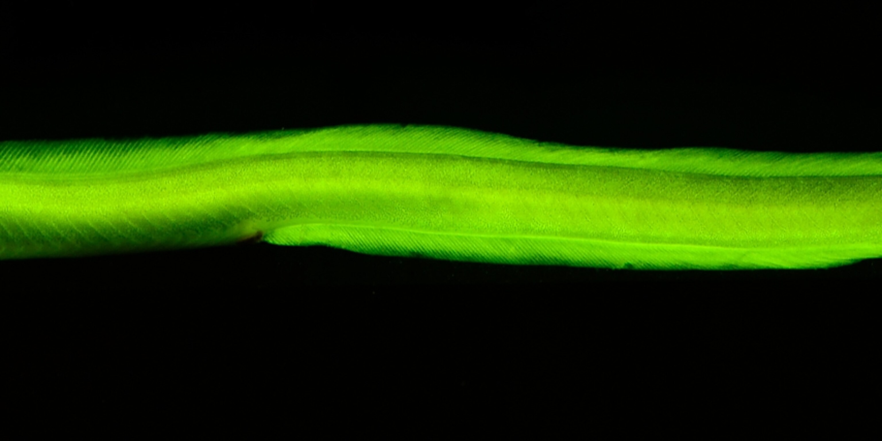 See the ocean’s glow-in-the-dark world on a fluorescent night dive