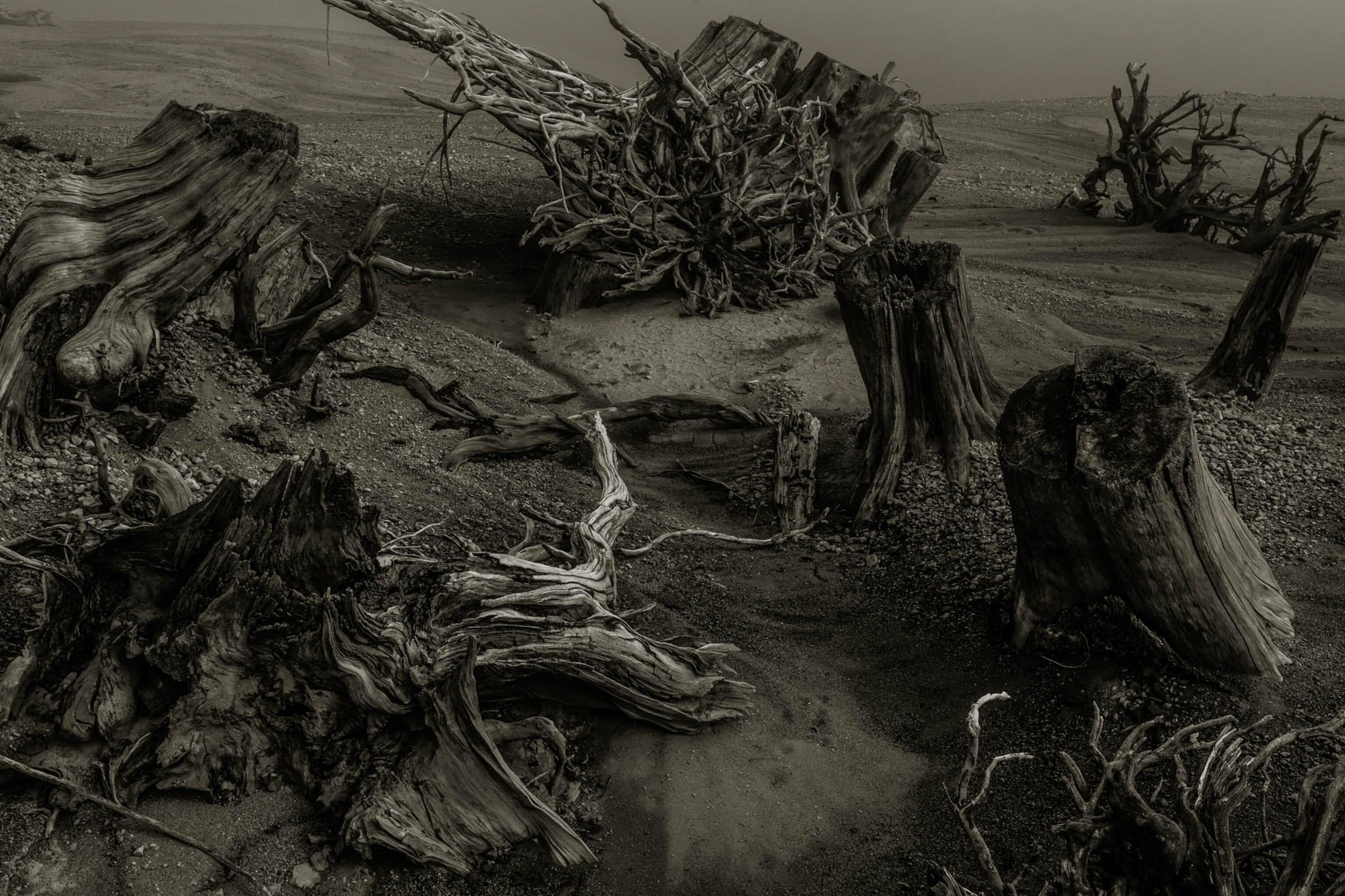 Spooky Tree Stumps Remind Us Why We Need Earth Day