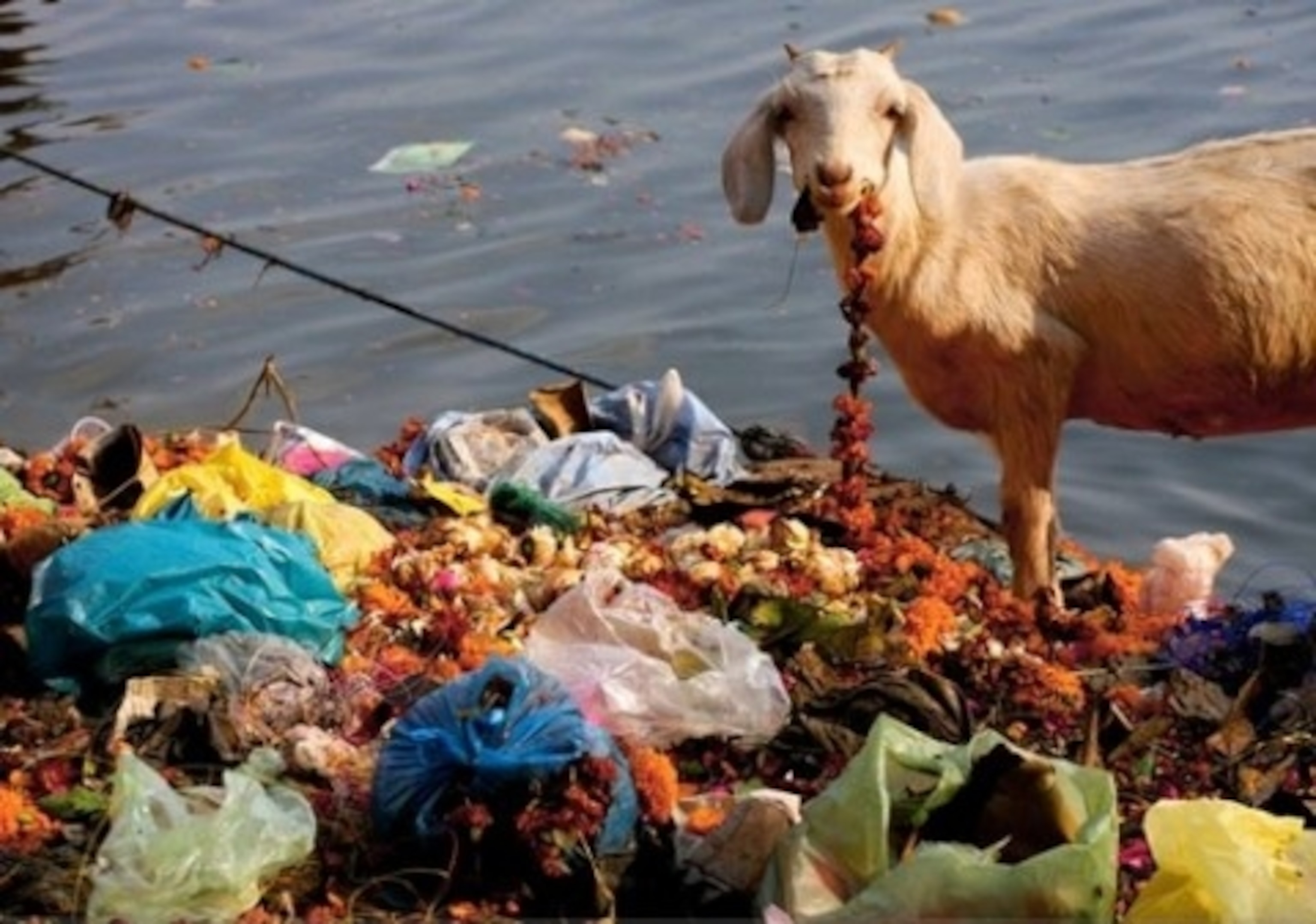 Today’s Pic: Grazing in the Ganges | National Geographic