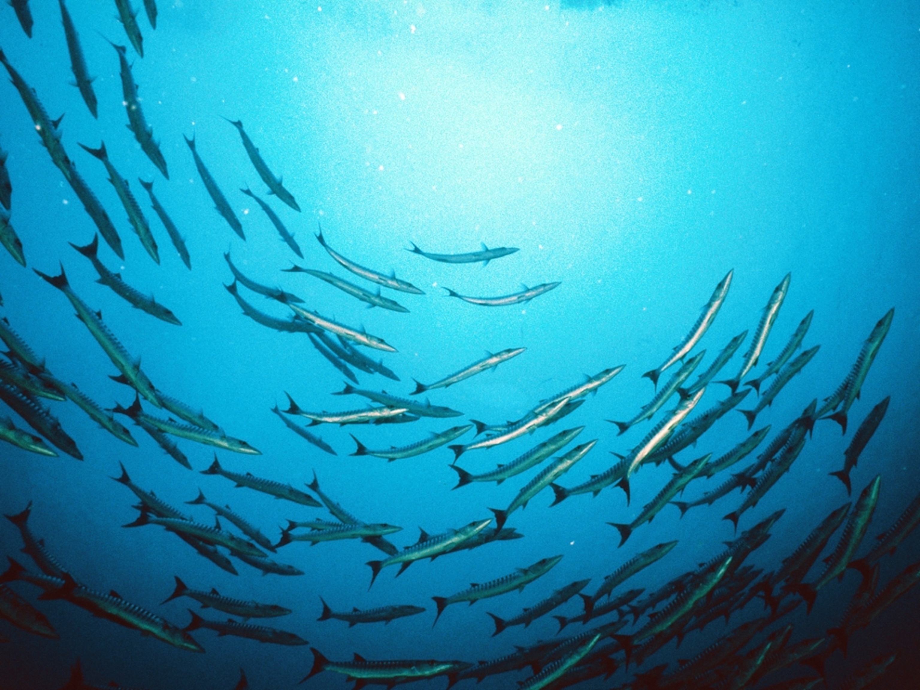 Schools of Fish Pictures, Schools of Fish Photos, Photo Gallery ...