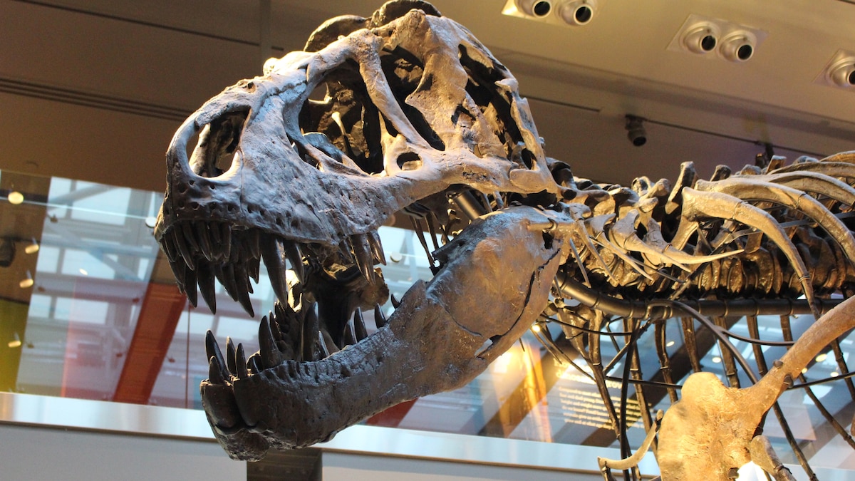 T. rex Autopsy Goes into the “Belly of the Beast” and Beyond | National ...