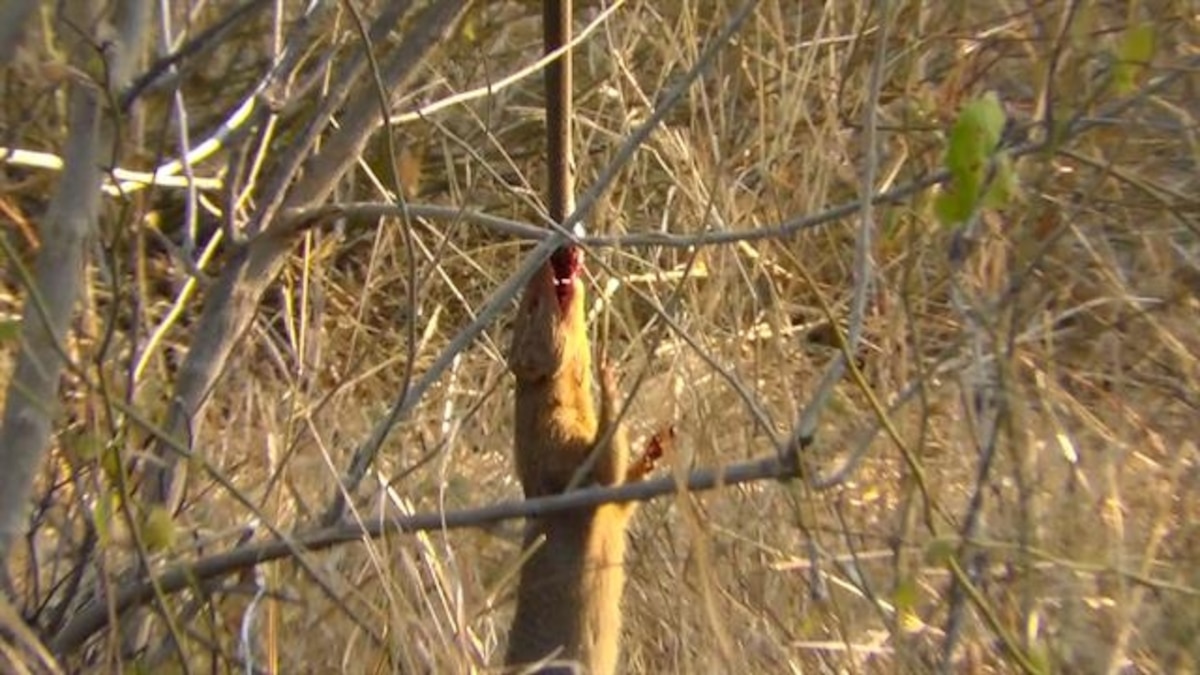 Watch a Mongoose Swing From a Deadly Snake | National Geographic