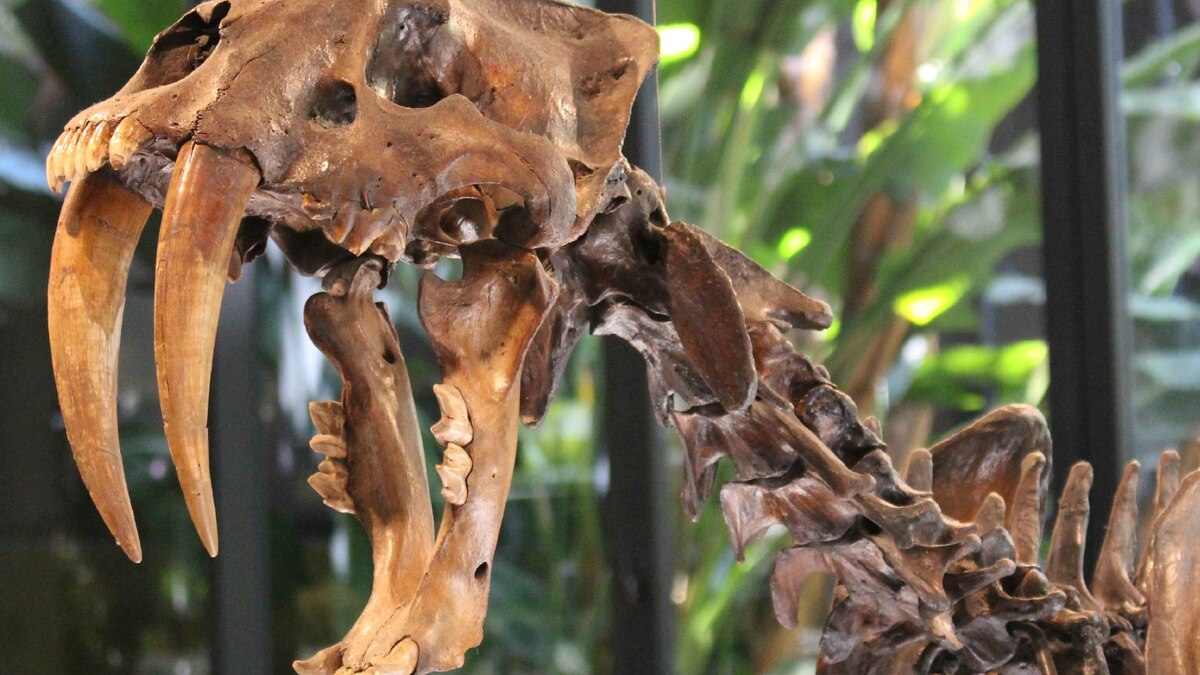 Saberkittens Were Double-Fanged for 11 Months | National Geographic