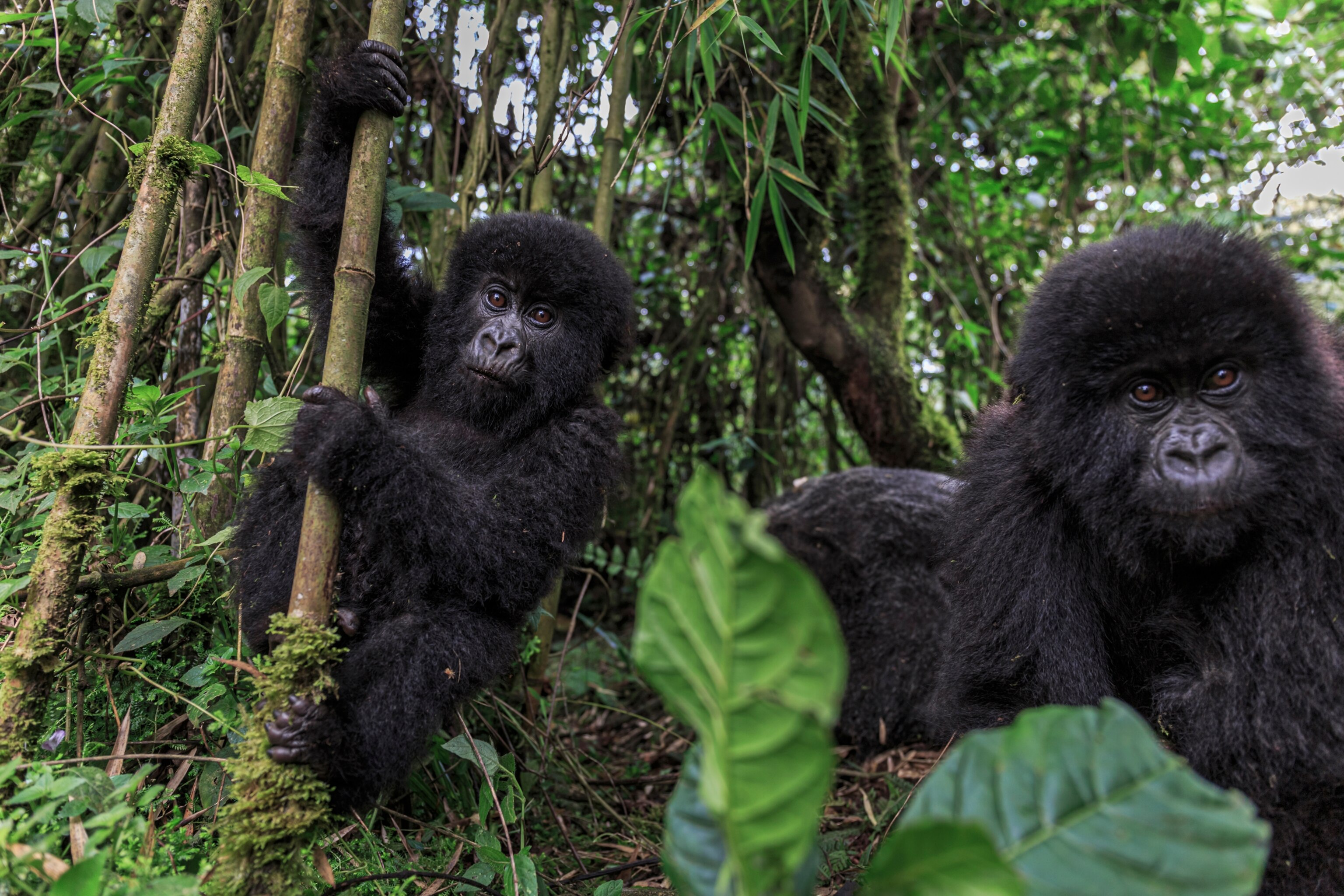 Rwanda rising: A commitment to conservation