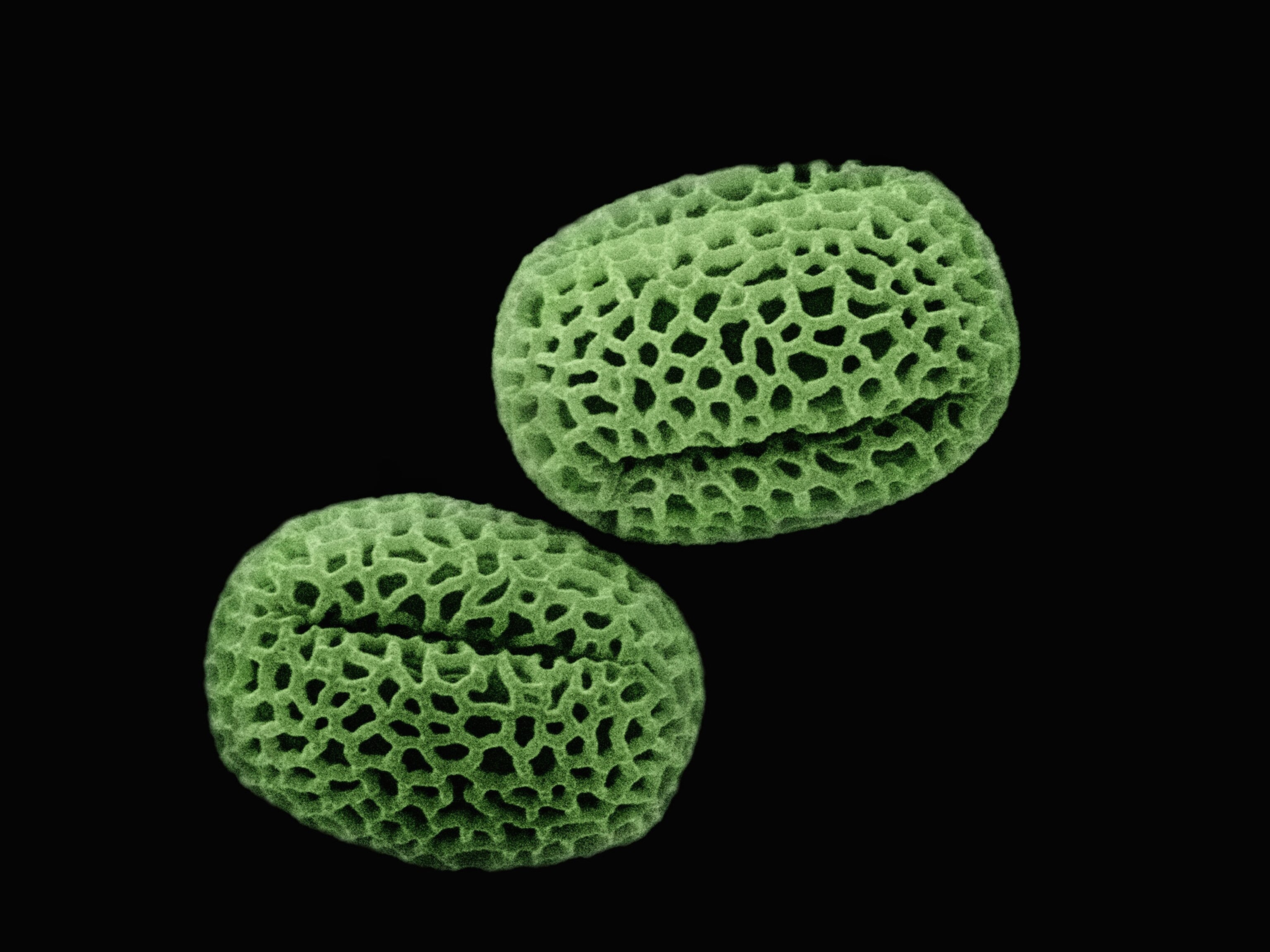 Climate Change Is Making Your Allergies Even Worse