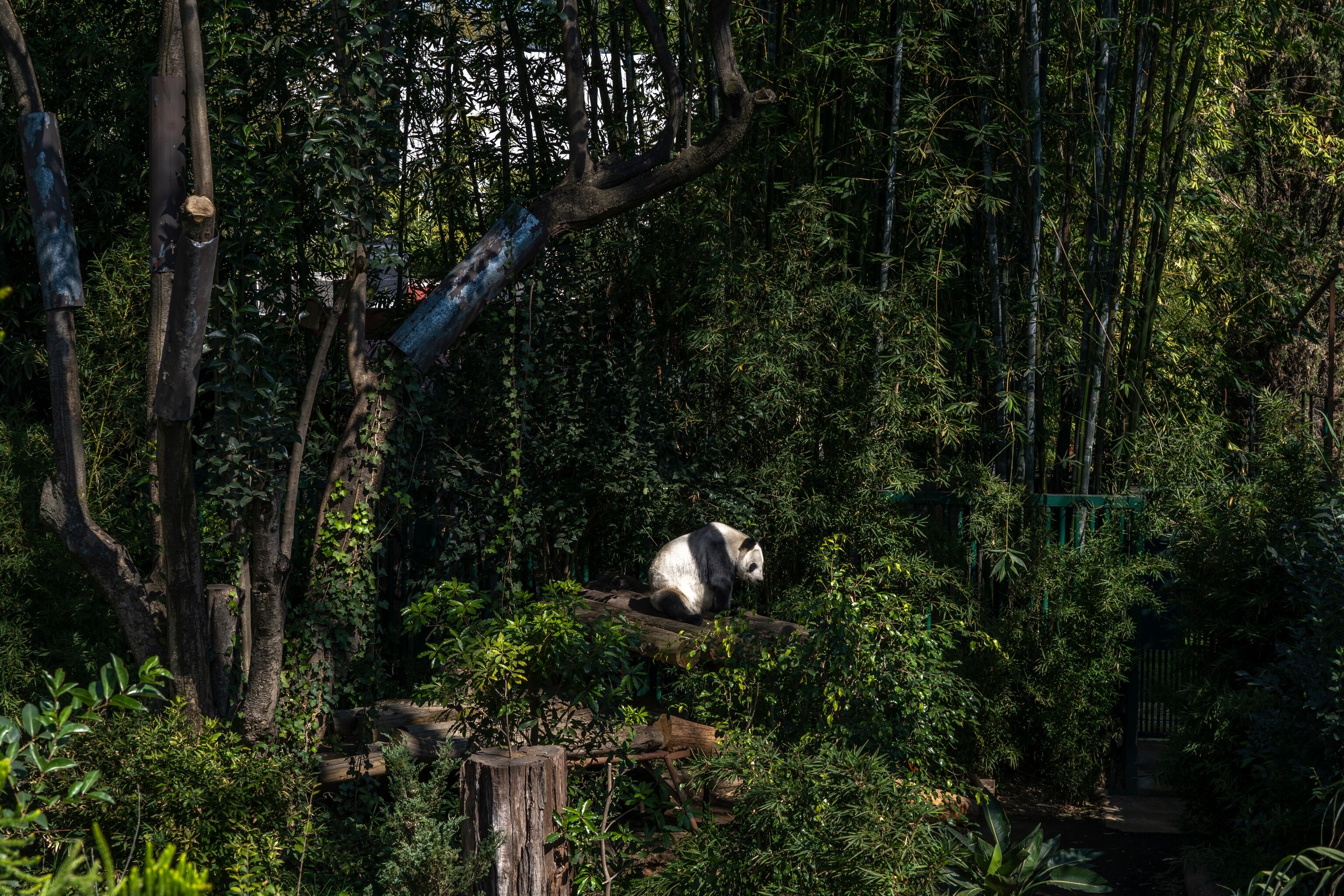 Meet Mexico's 'forgotten panda.' She's the last of her kind.