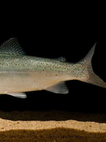 Rainbow Trout | National Geographic