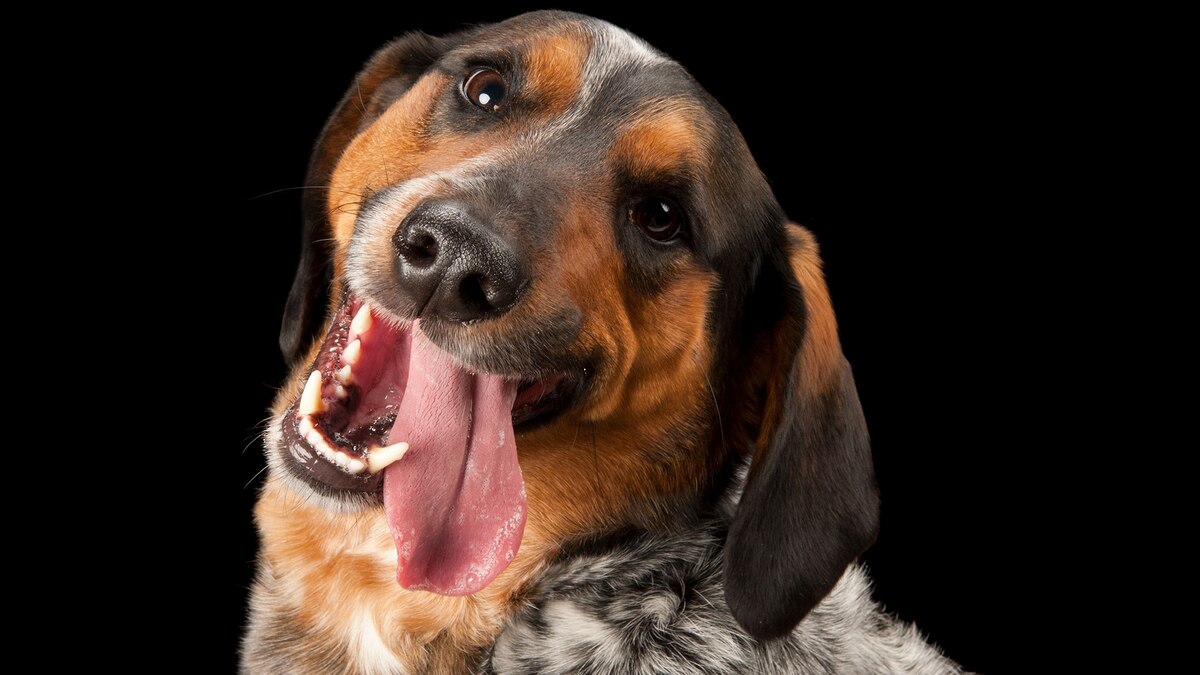 The animals that enrich my life | National Geographic