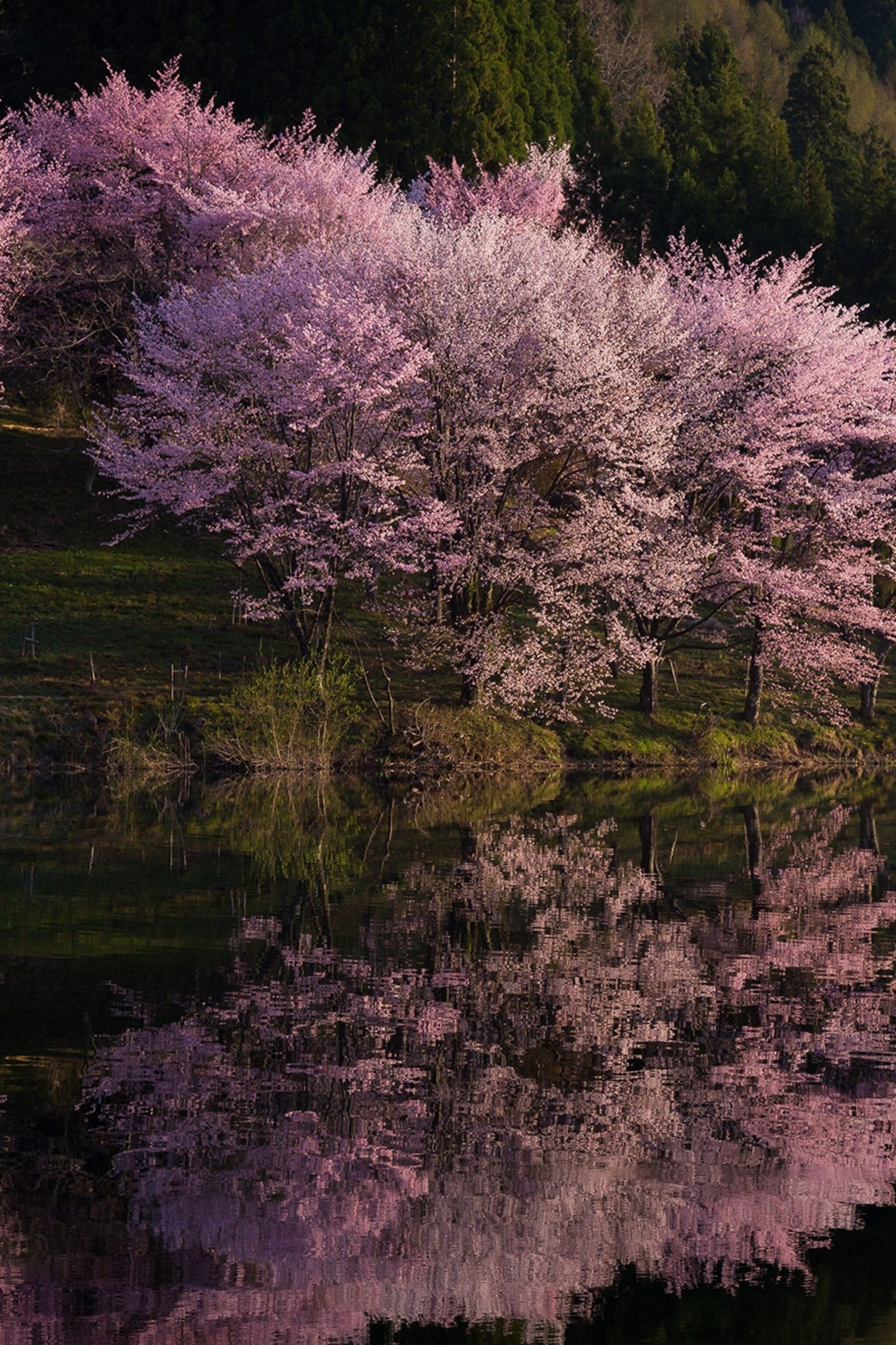 Real Cherry Blossom Tree