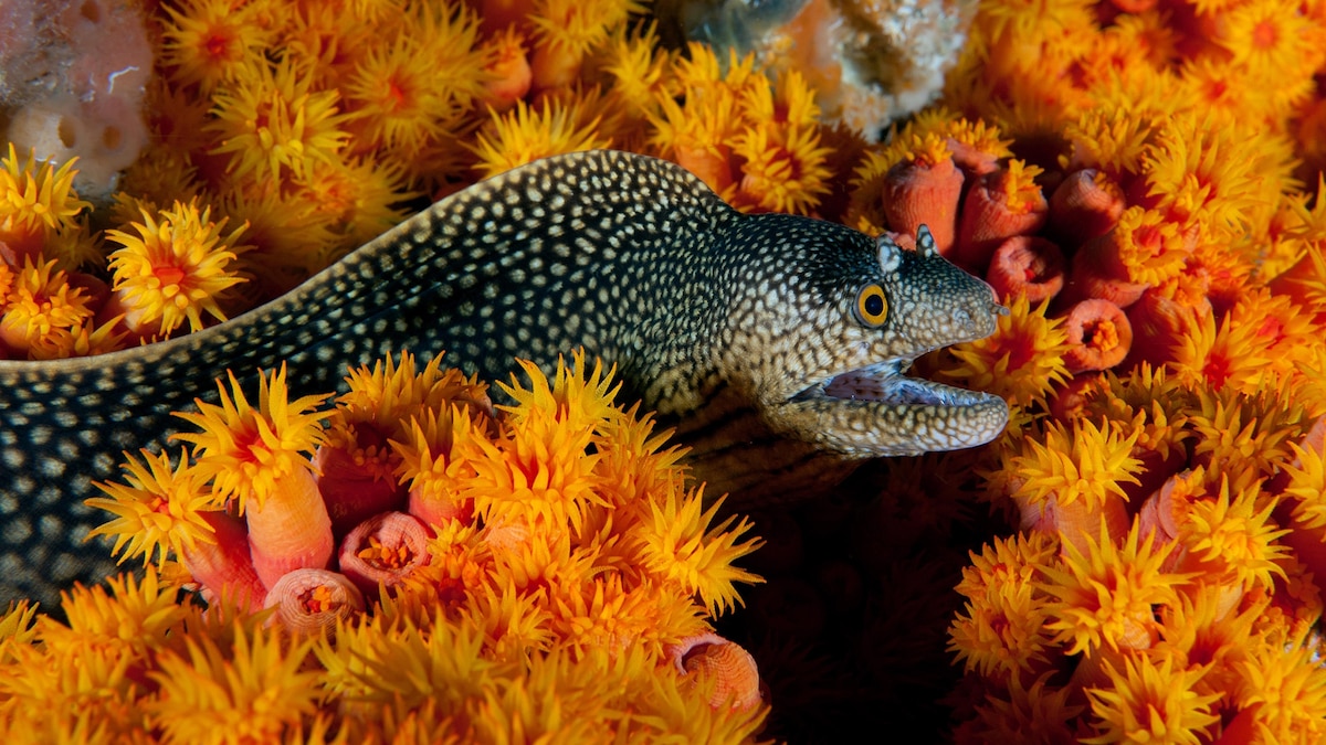 Underwater Pictures Capture Life Inside World's Newest Marine Sanctuary ...