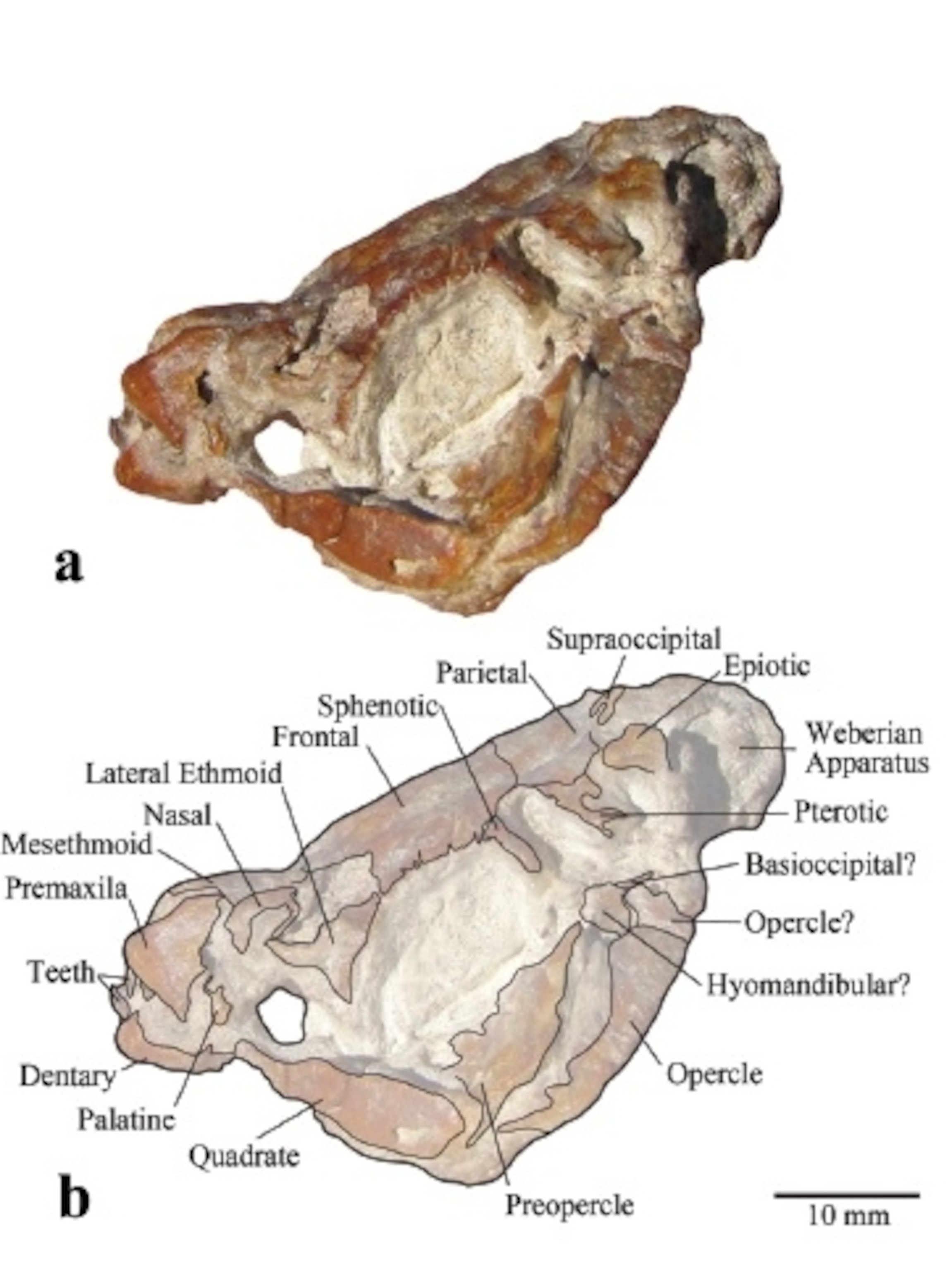 The Lemur That Was a Fish