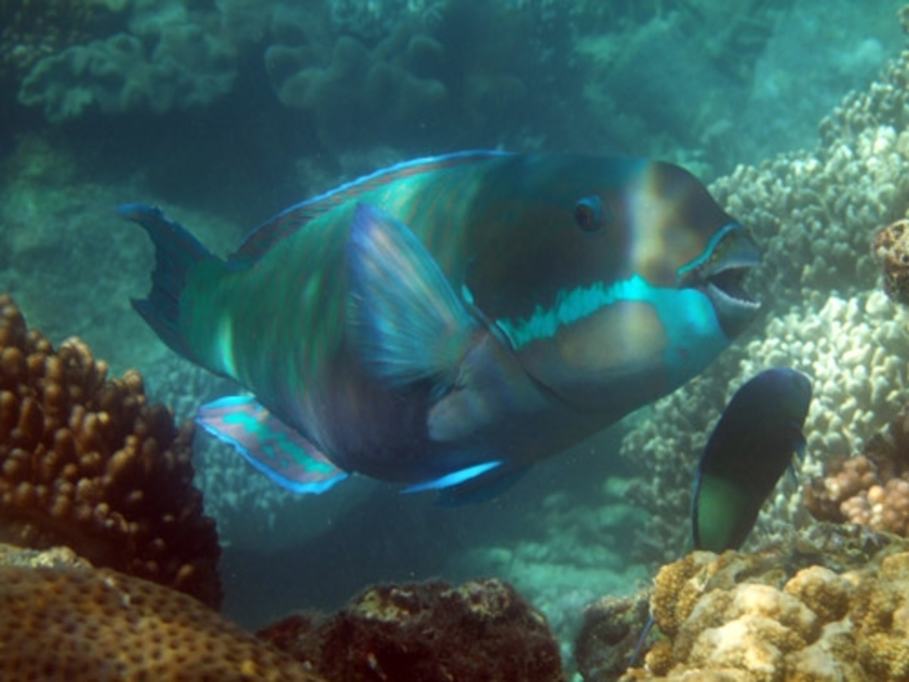 Australiana #4 – Parrotfish