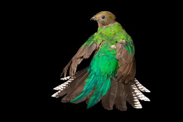 Resplendent Quetzal | National Geographic