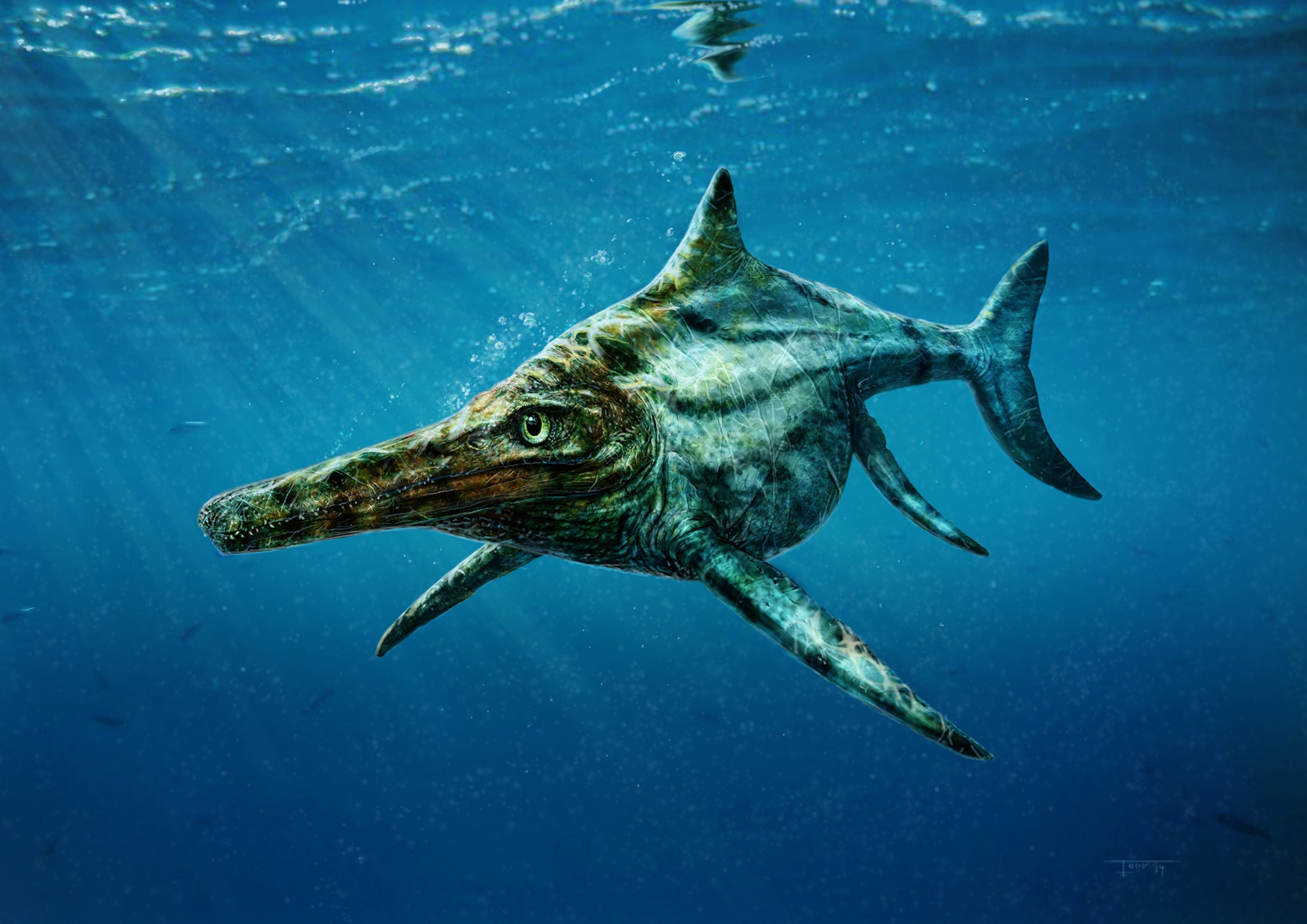 Motorboat-Size Sea Monster Found, Sheds Insight on Evolution | National ...