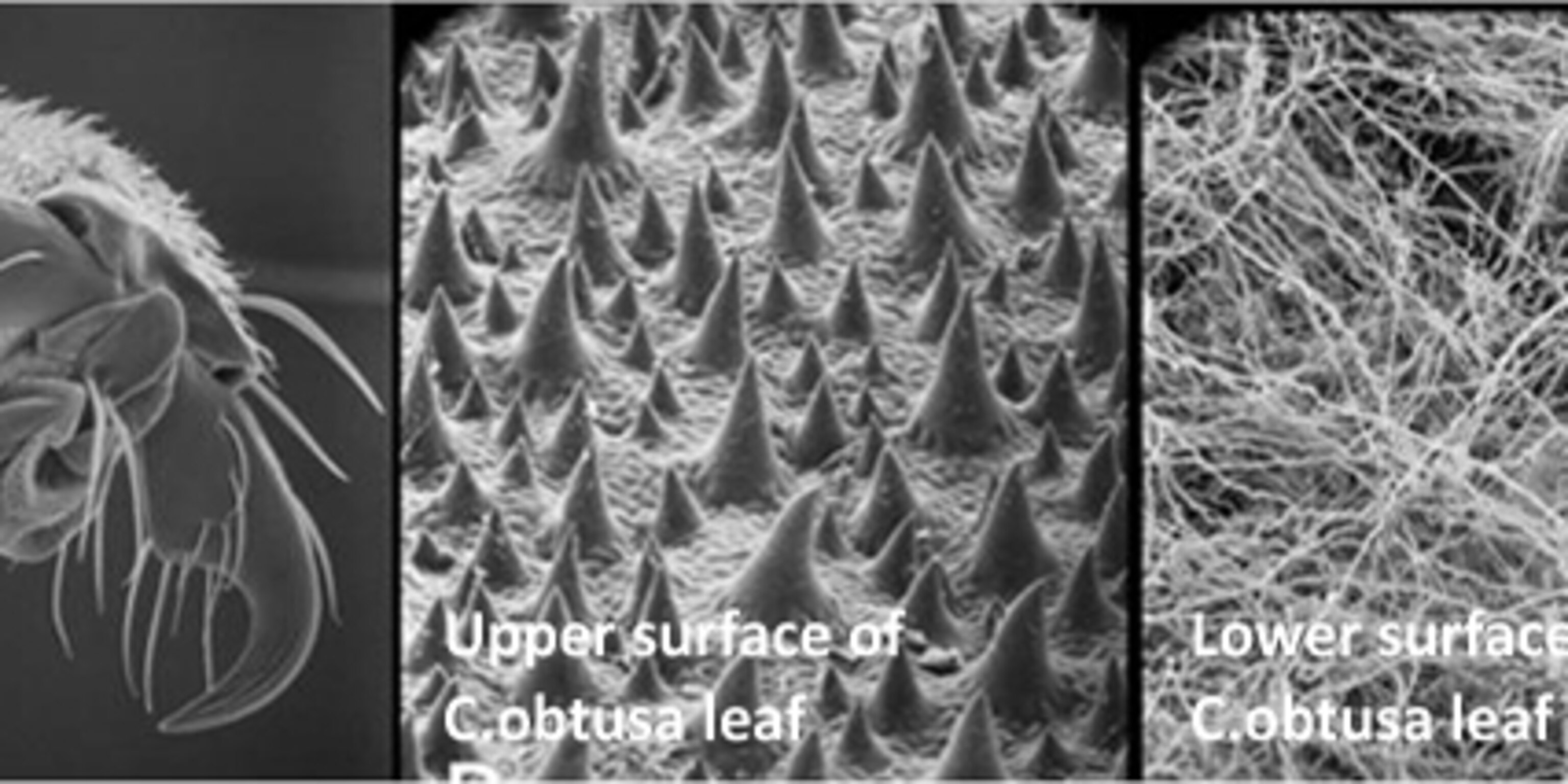 Ambush ants capture giant prey using Velcro principles