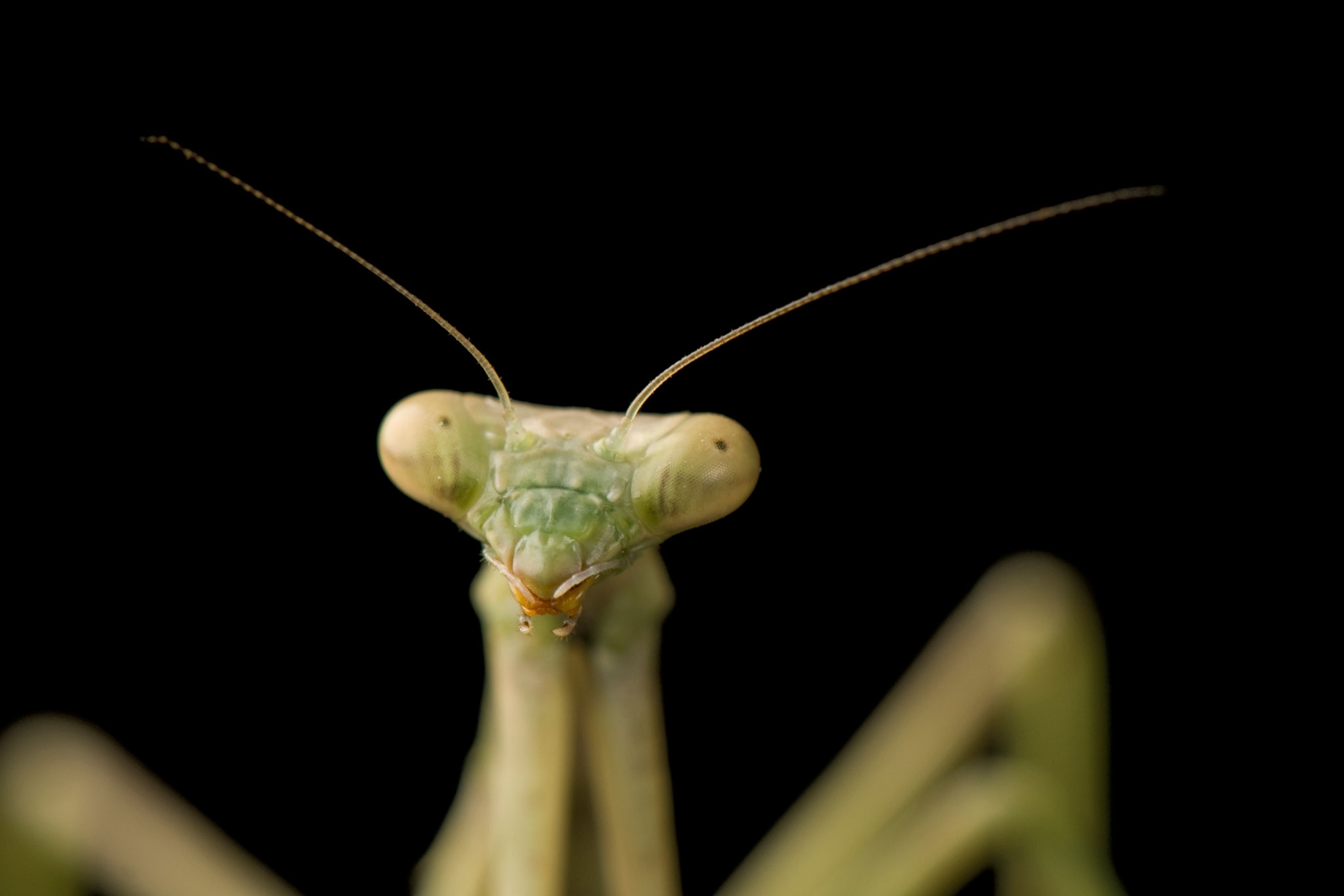 What to Know for Praying Mantis Mating Season
