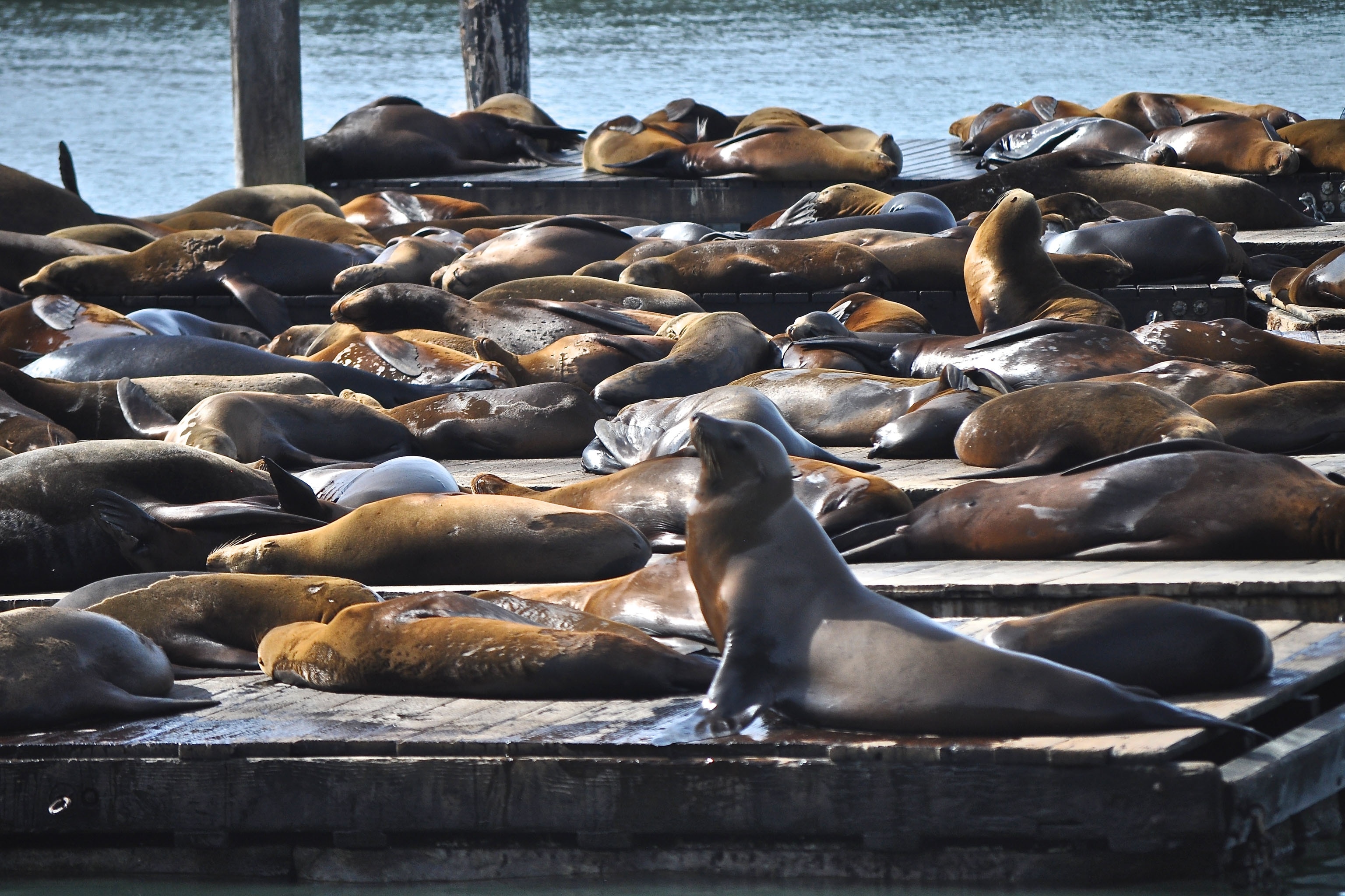 Delightful Pictures Show How Animals Enjoy Sunbathing