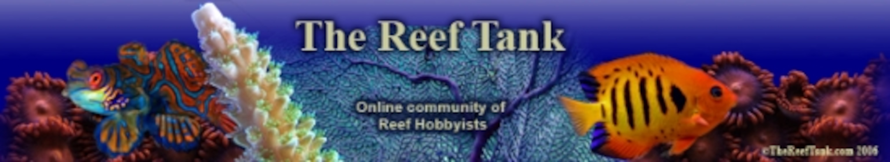 Interview with The Reef Tank | National Geographic