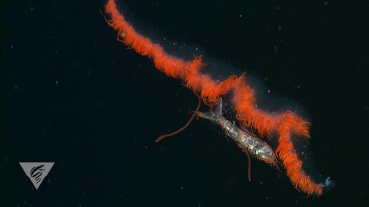 Deep-Sea Creatures Found Eating Each Other in Remote Video - Jellyfish ...