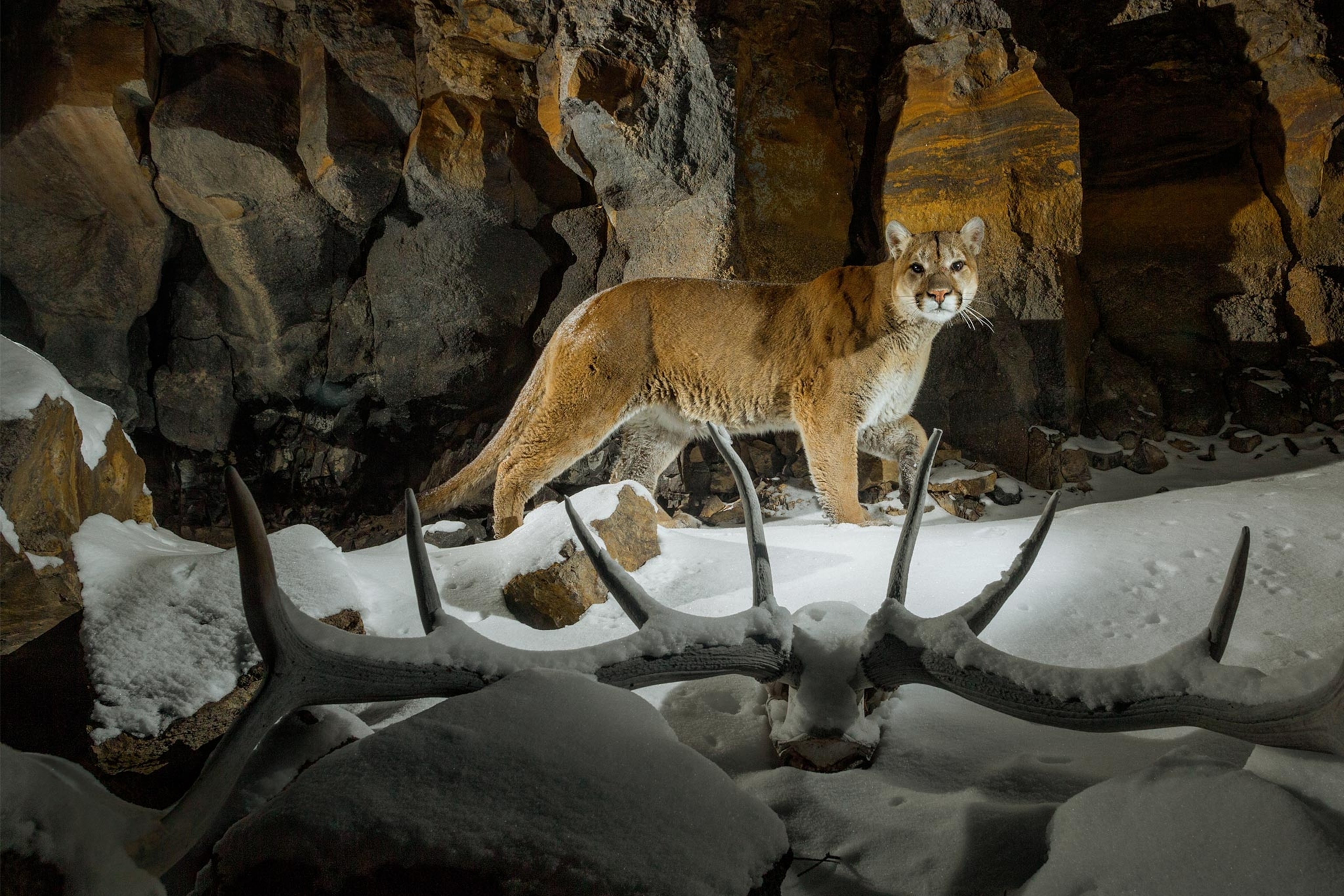 Yellowstone National Park Wildlife