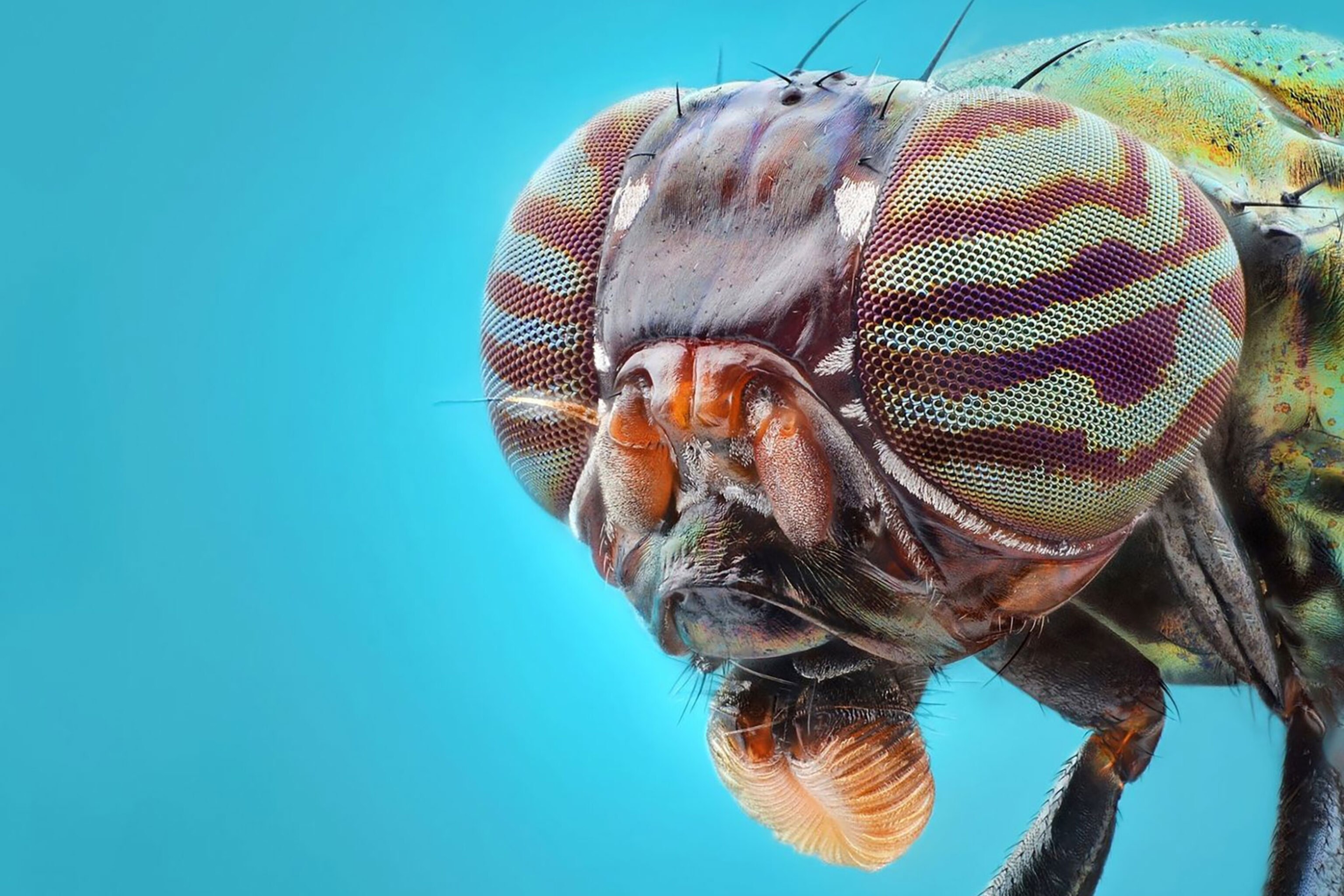 The Bug-Eyed, Colorful World of Insect Vision