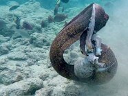 Moray Eels Eating Moray Eels Eating
