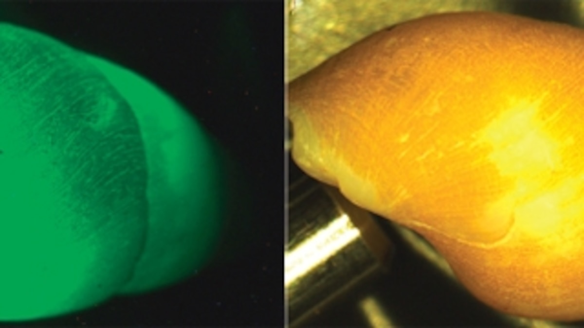 Sea snail turns its entire shell into a glowing lamp | National Geographic