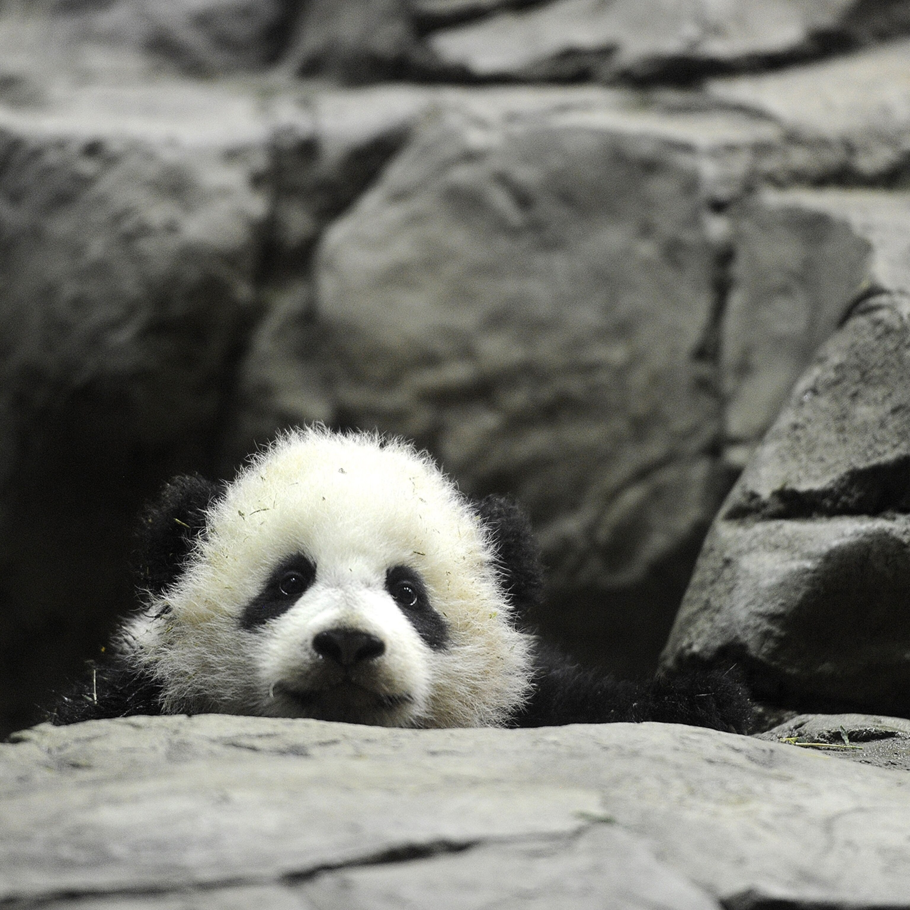 Black And White Baby Panda Photography