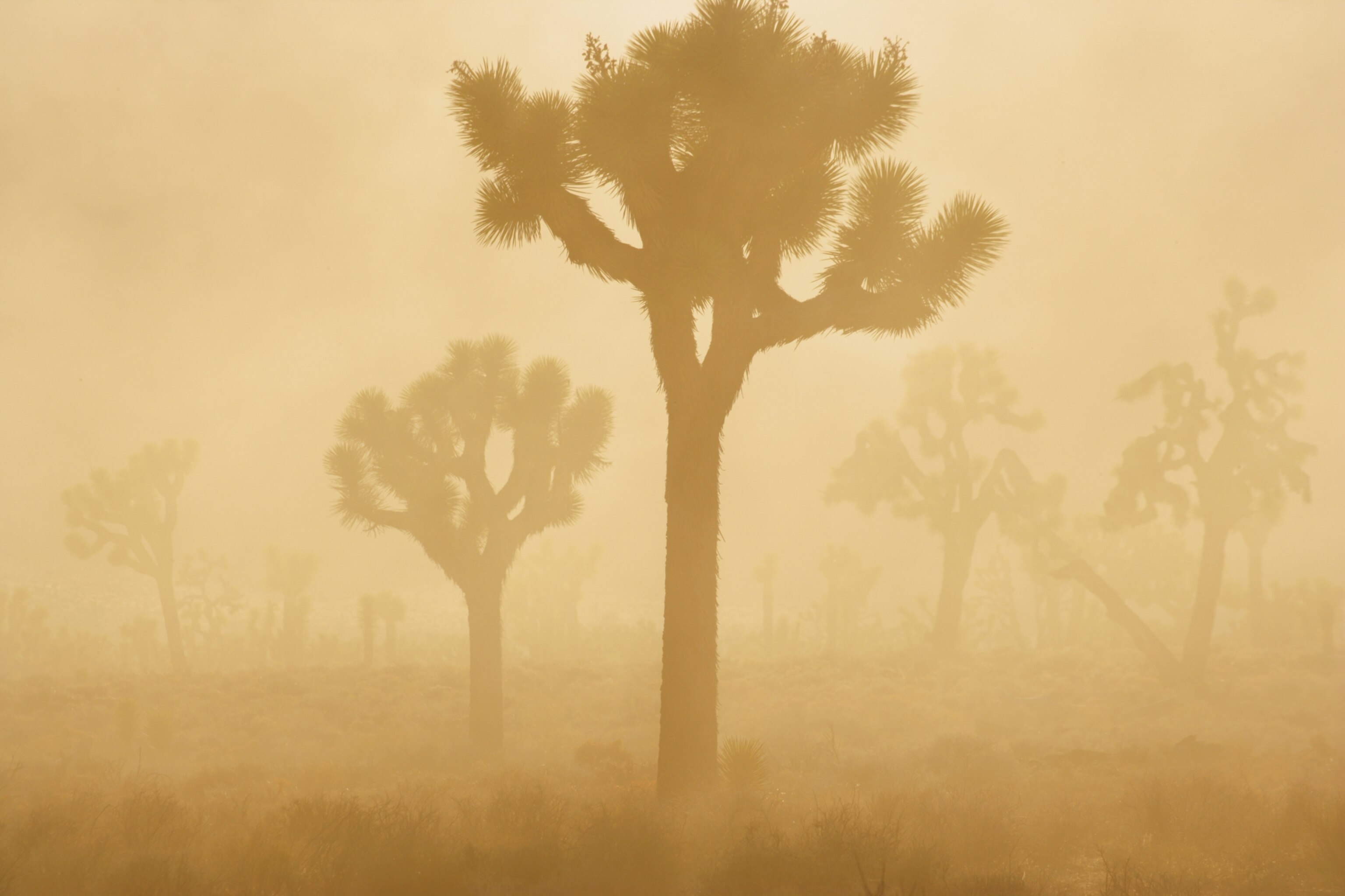 Dust storms and sandstorms: How they work