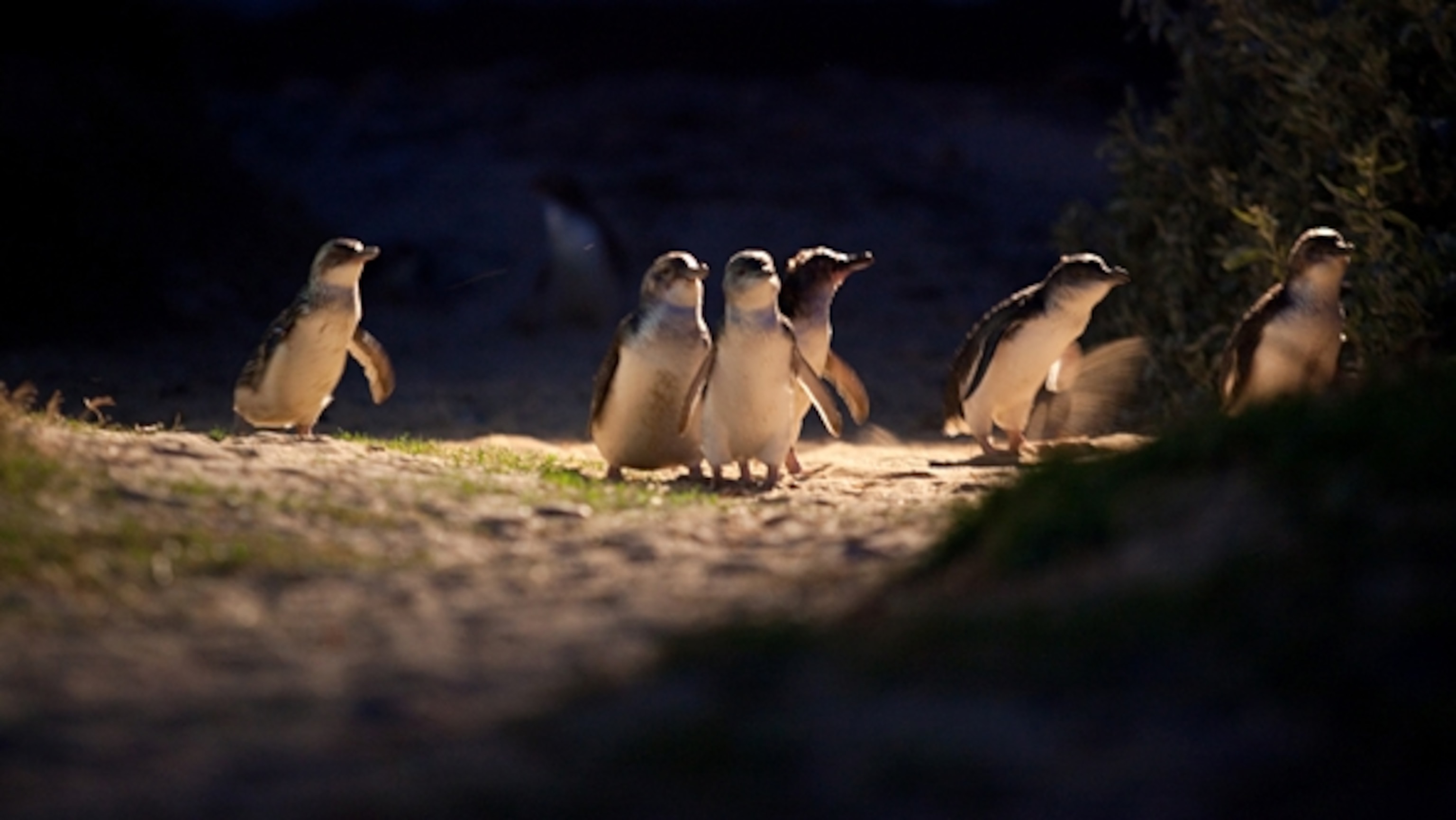 Make Way for the Penguin Parade