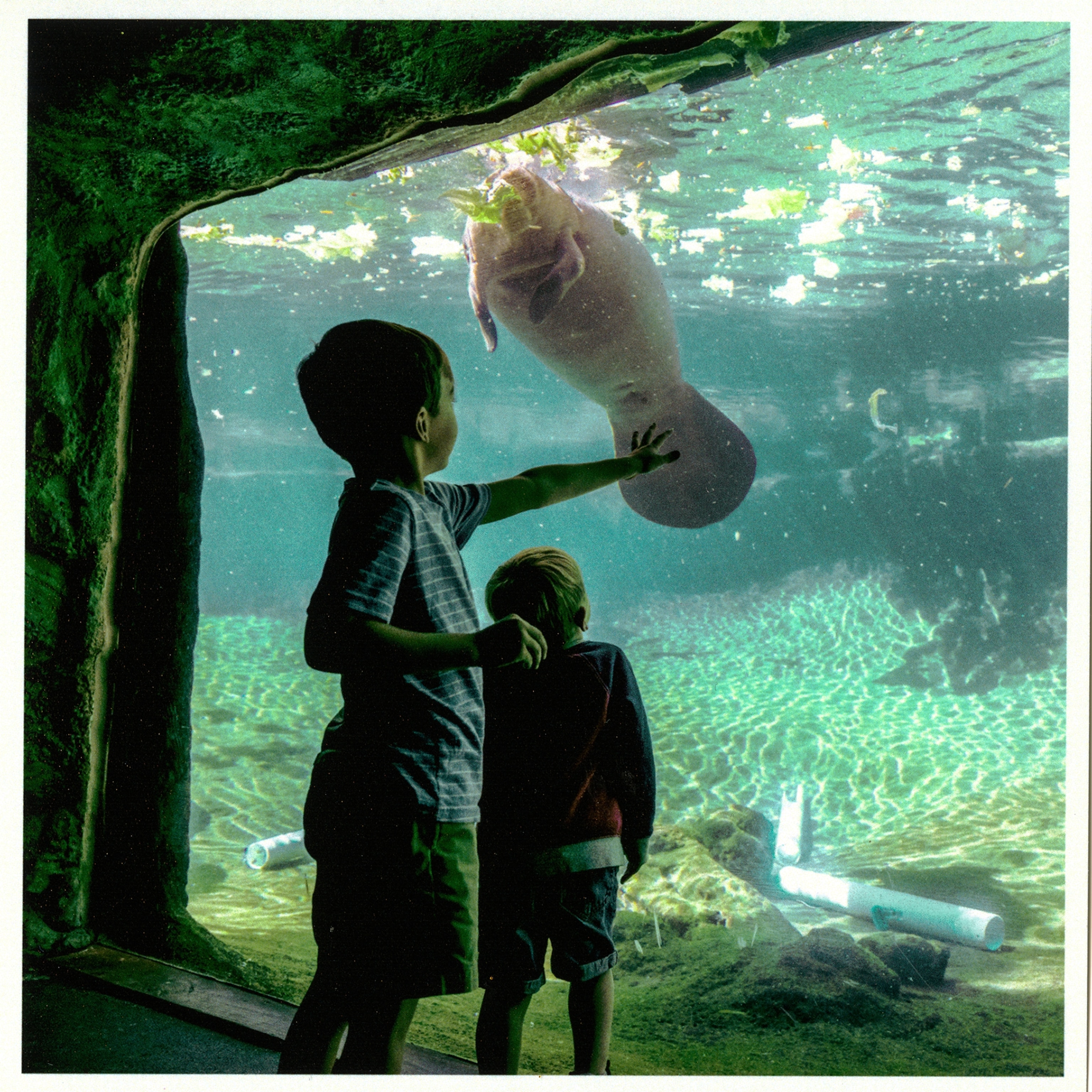We rallied to save manatees once. Can we do it again?