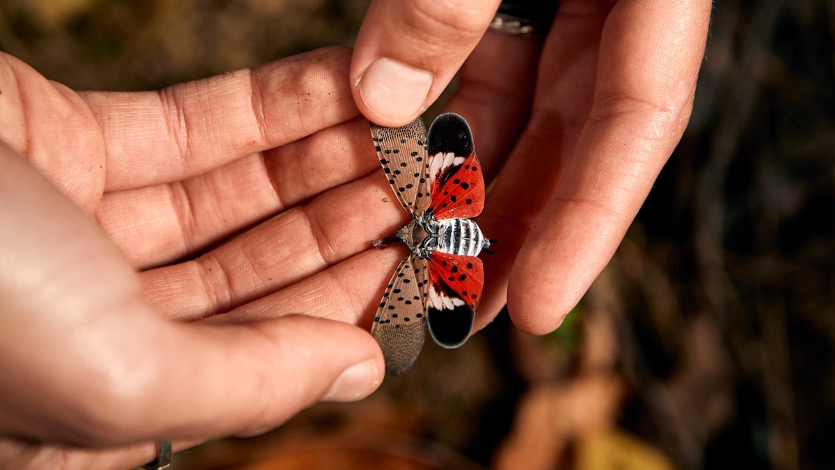 Invasive spotted lanternflies seen in New York's wine region | National ...
