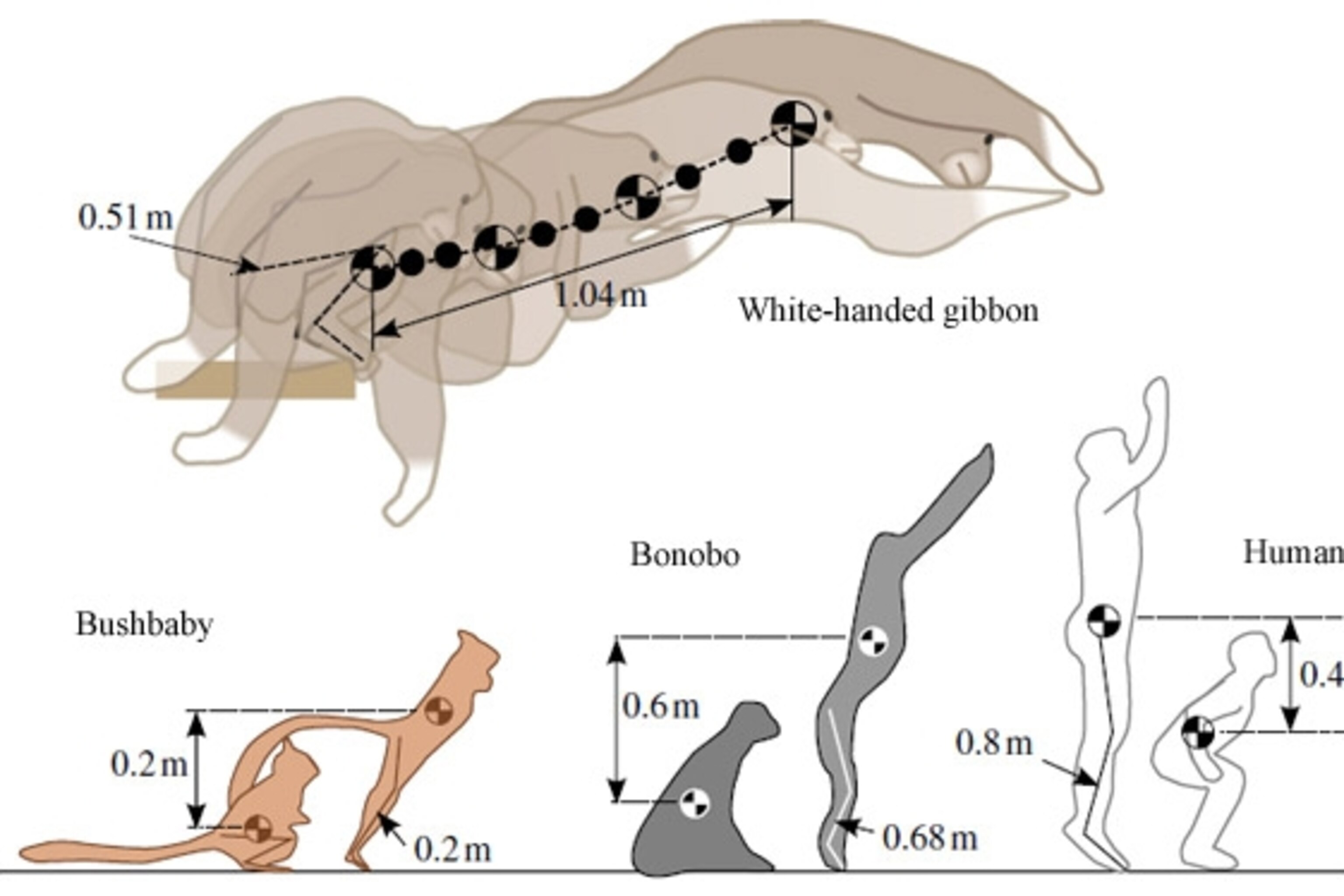 Ancient Greek athletes did it gibbon-style