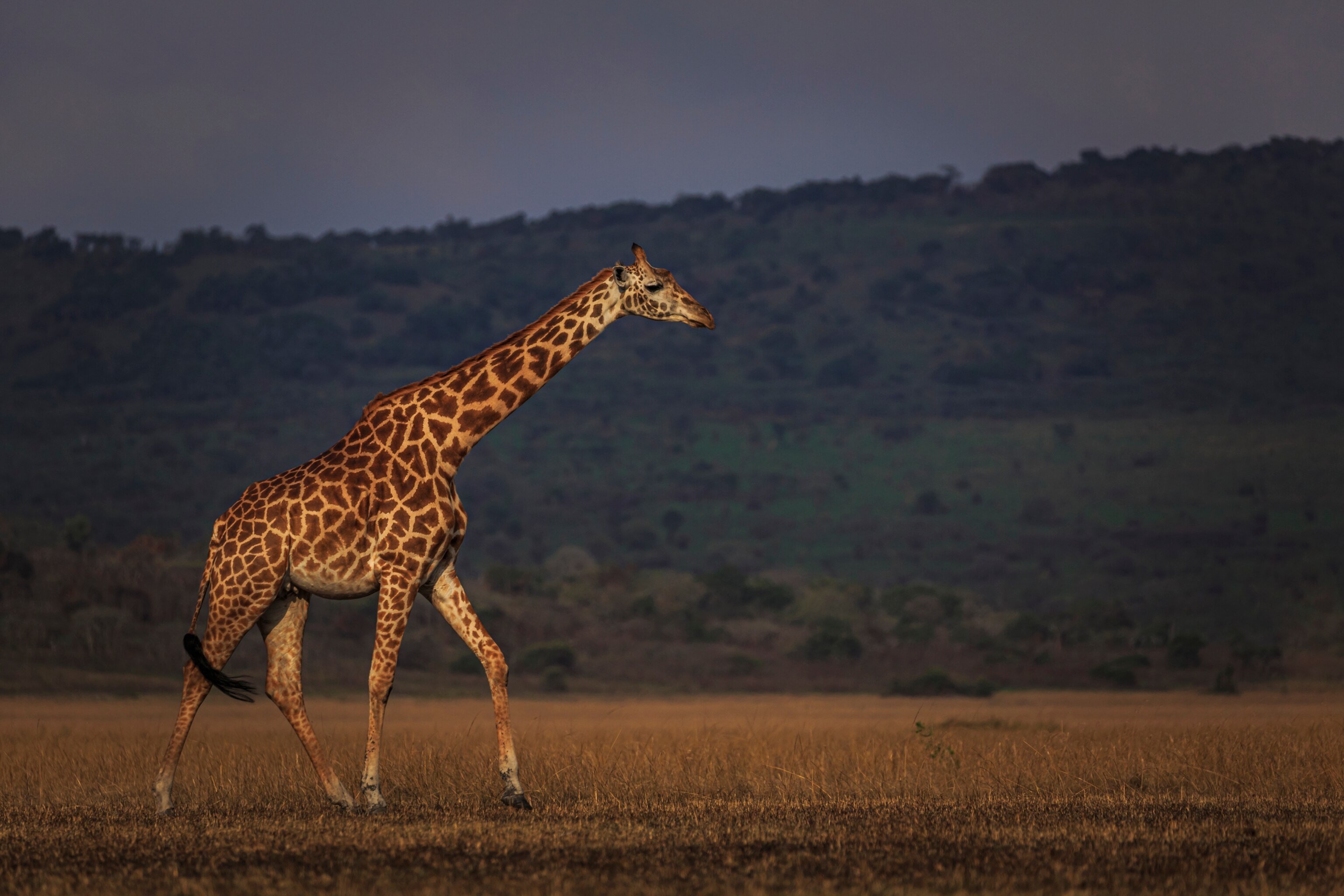 Rwanda rising: A commitment to conservation