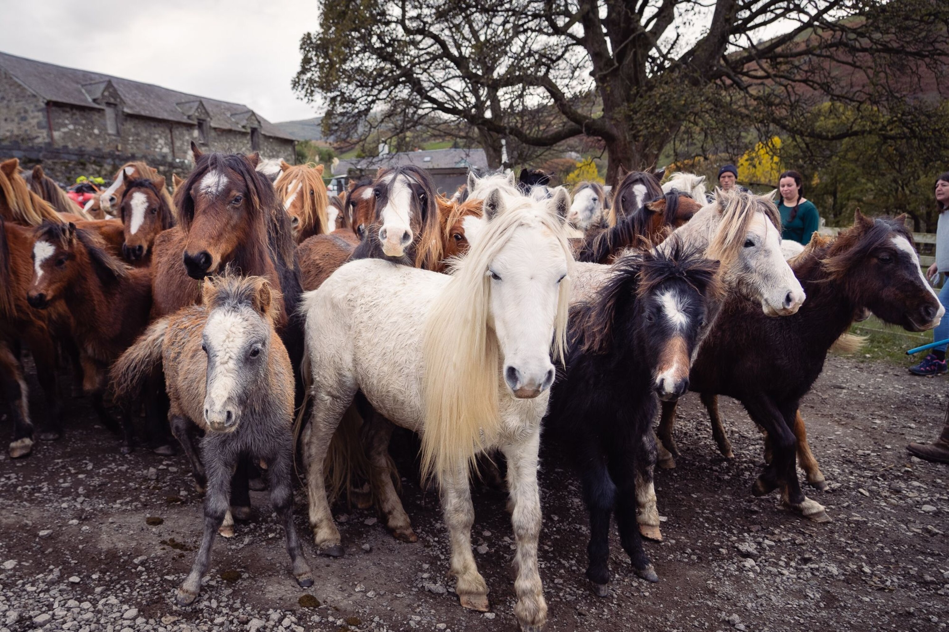 In North Wales, an ancient pony is brought down from the mountains