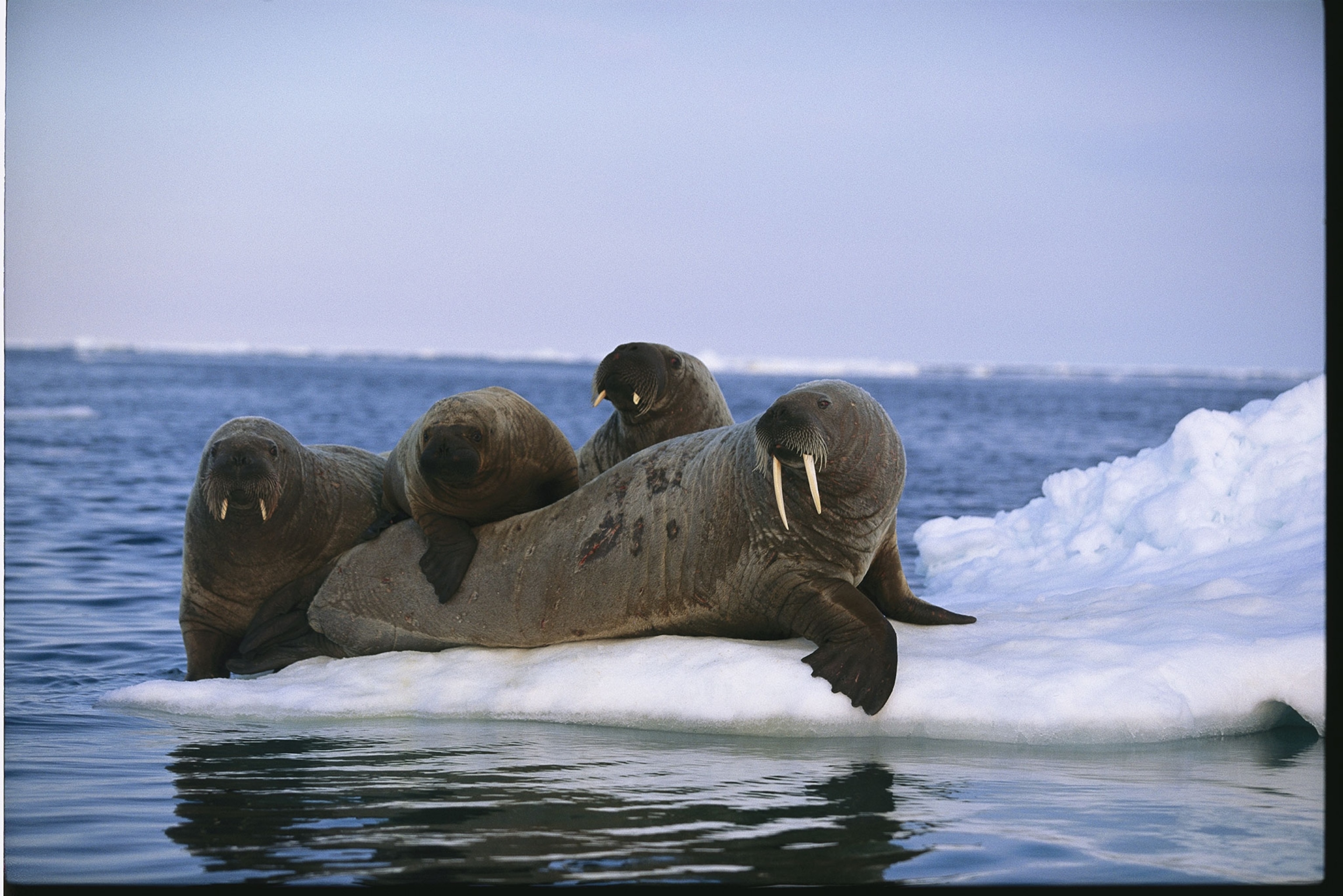 15 Pictures of Cute, Cuddly Animals Playing in the Snow