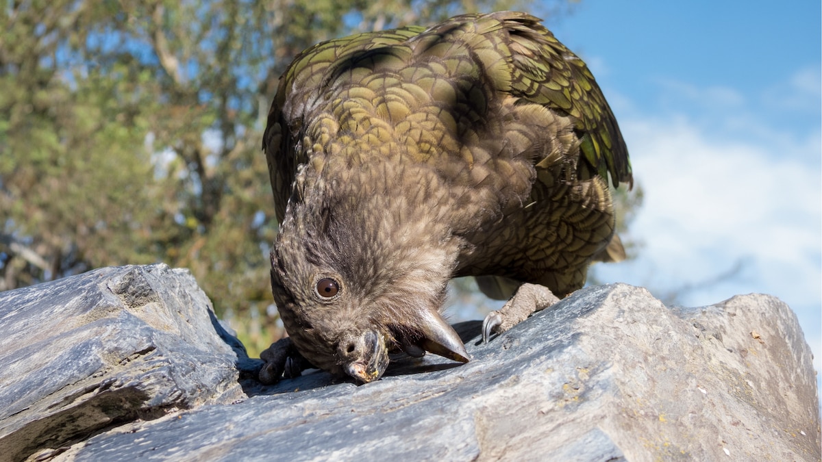 Watch Bruce the parrot defeat his rivals with only half a beak ...