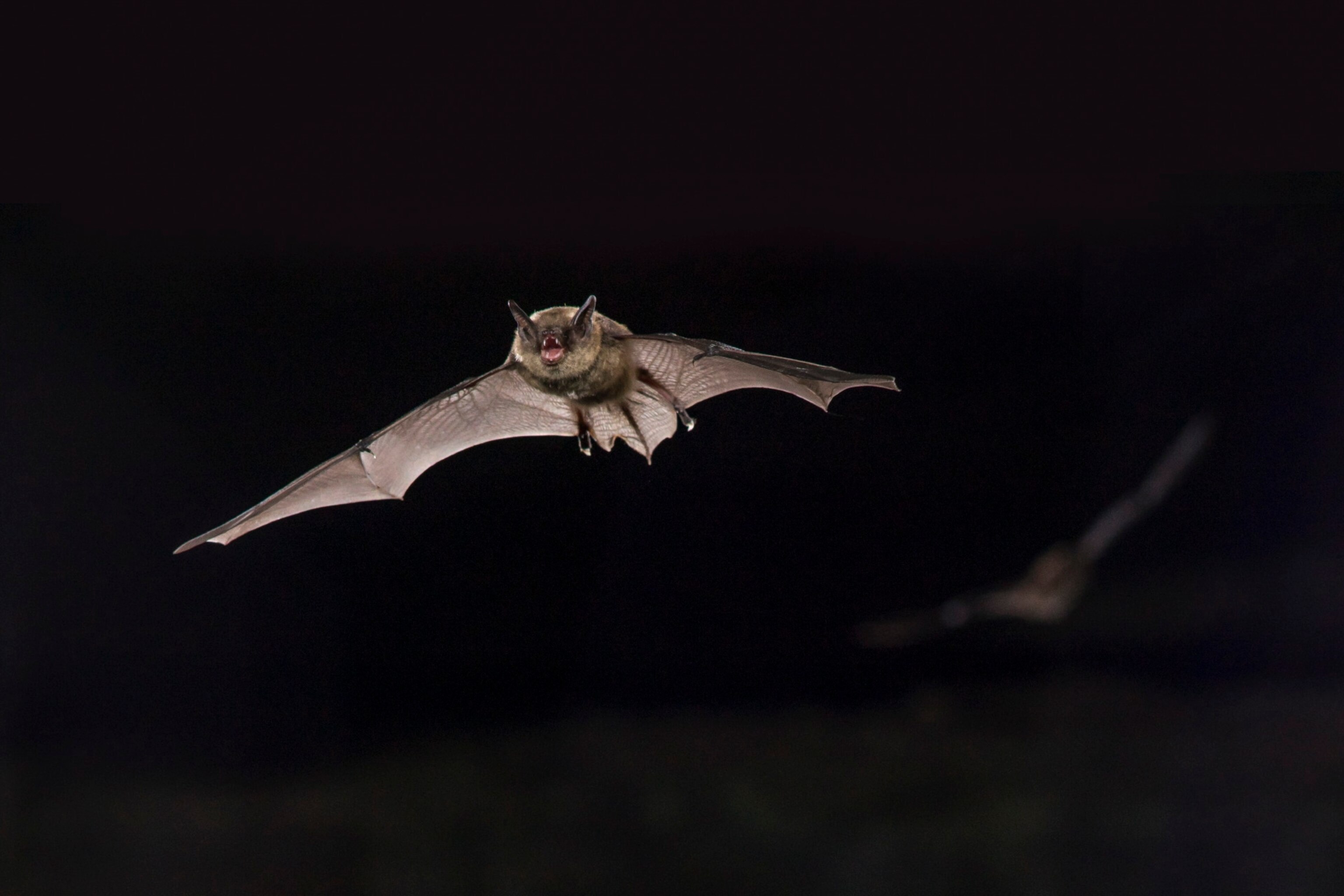 See a different endangered animal in every U.S. state