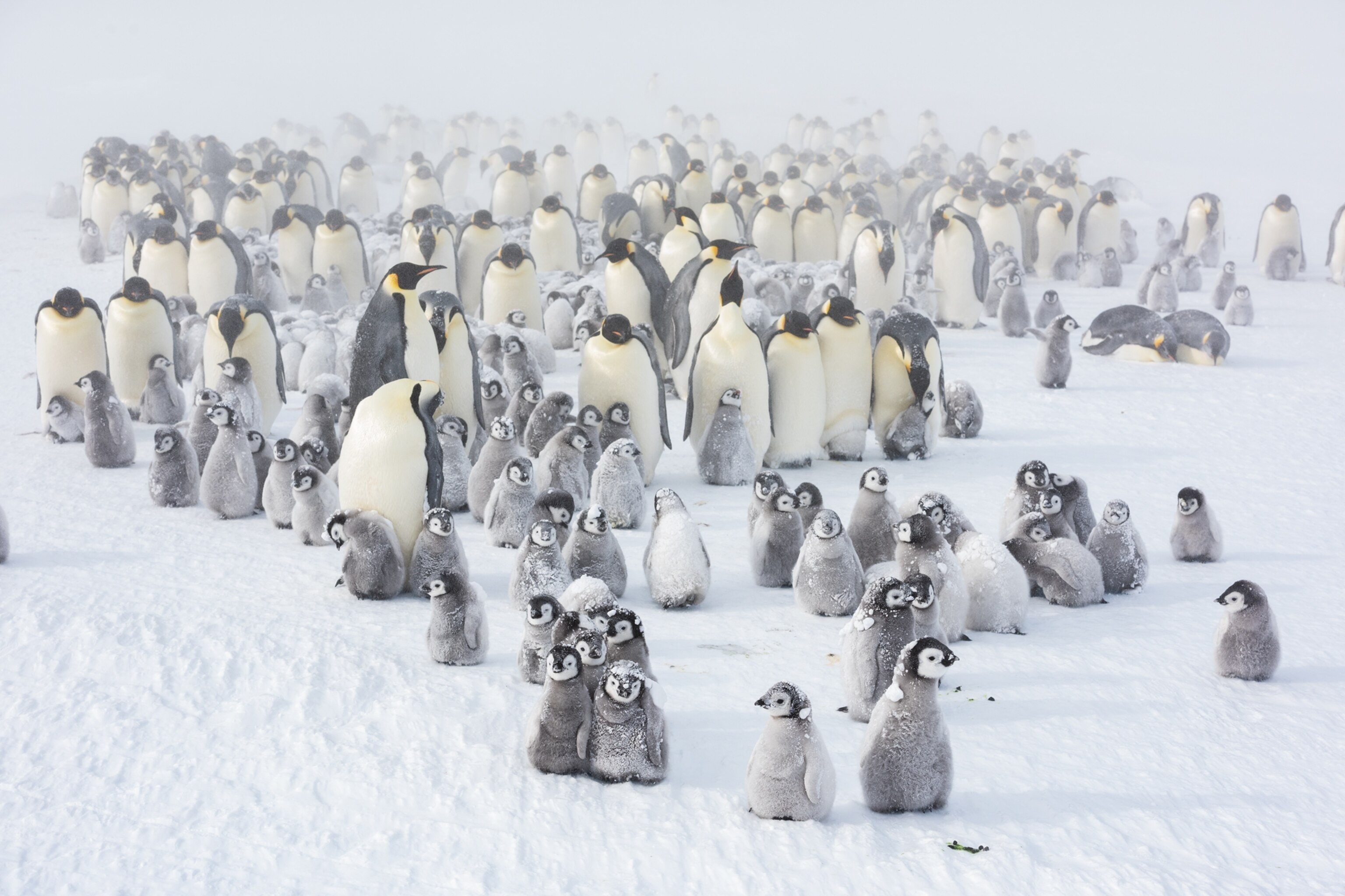 As ice melts, emperor penguins march toward extinction