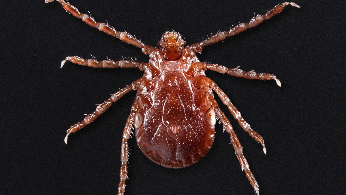 Map shows Asian longhorned tick spreading through eastern U.S ...