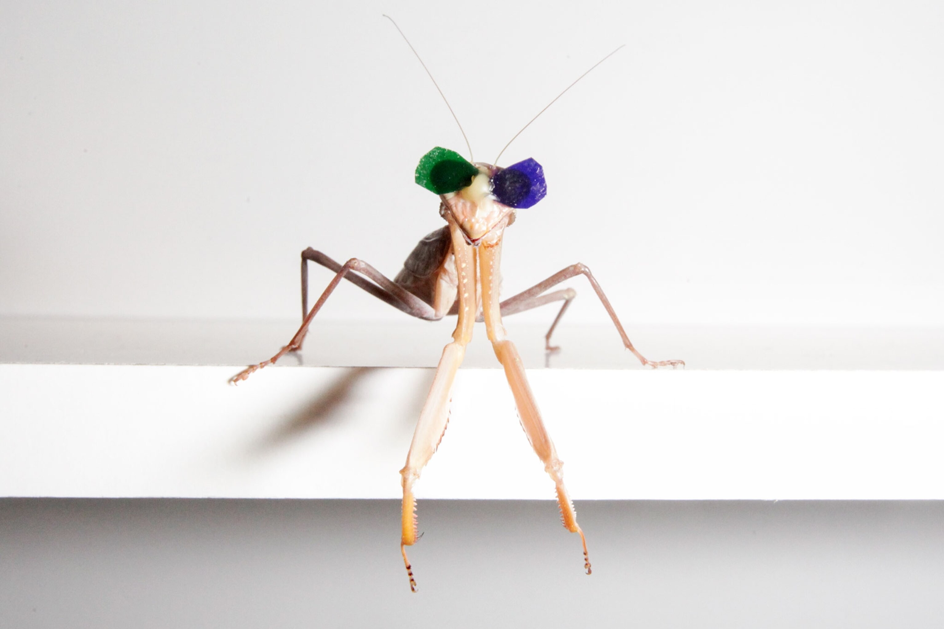 3-D Vision in Praying Mantises May Help Robots See