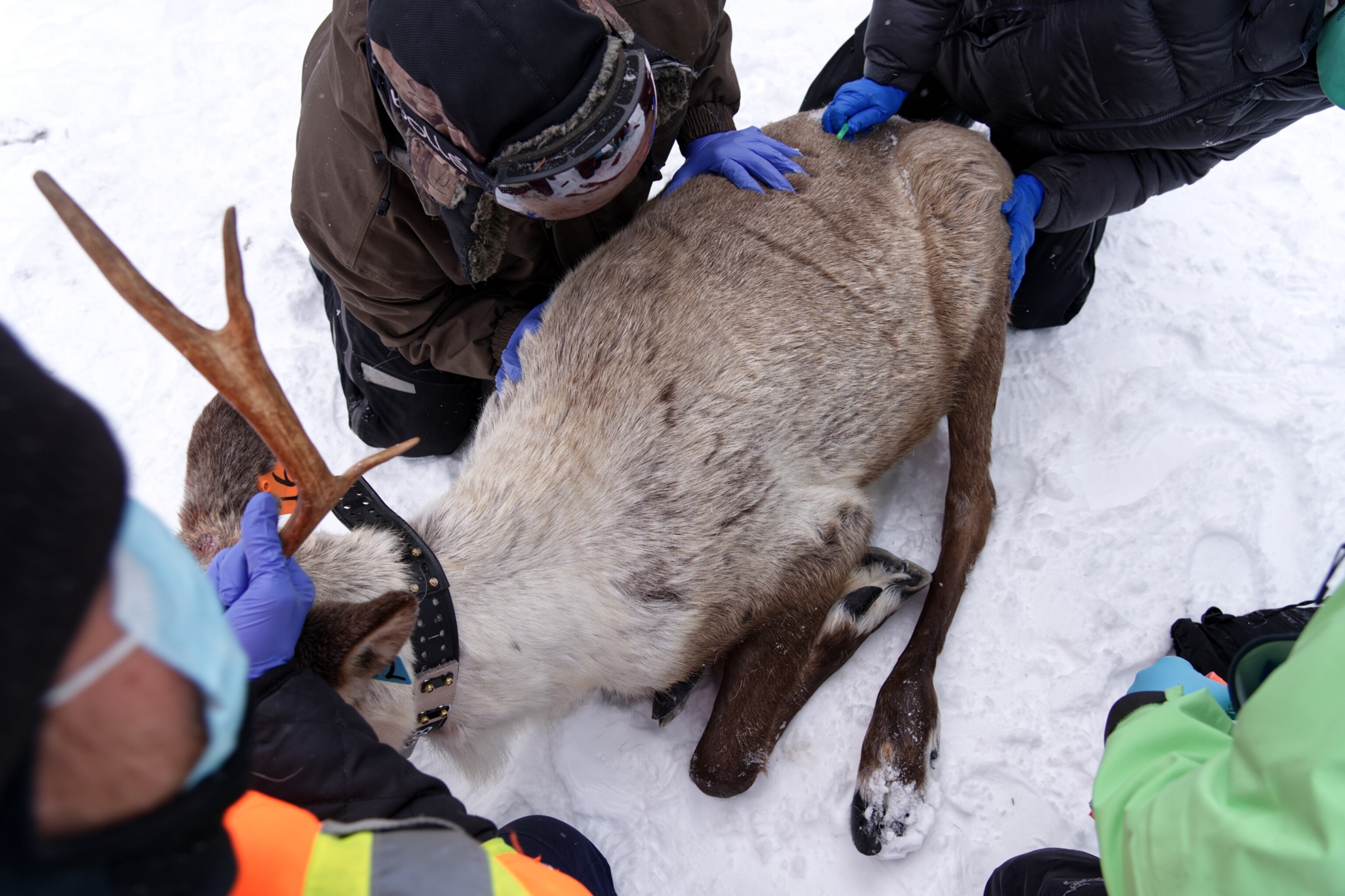 To save caribou, Indigenous people confront difficult choices