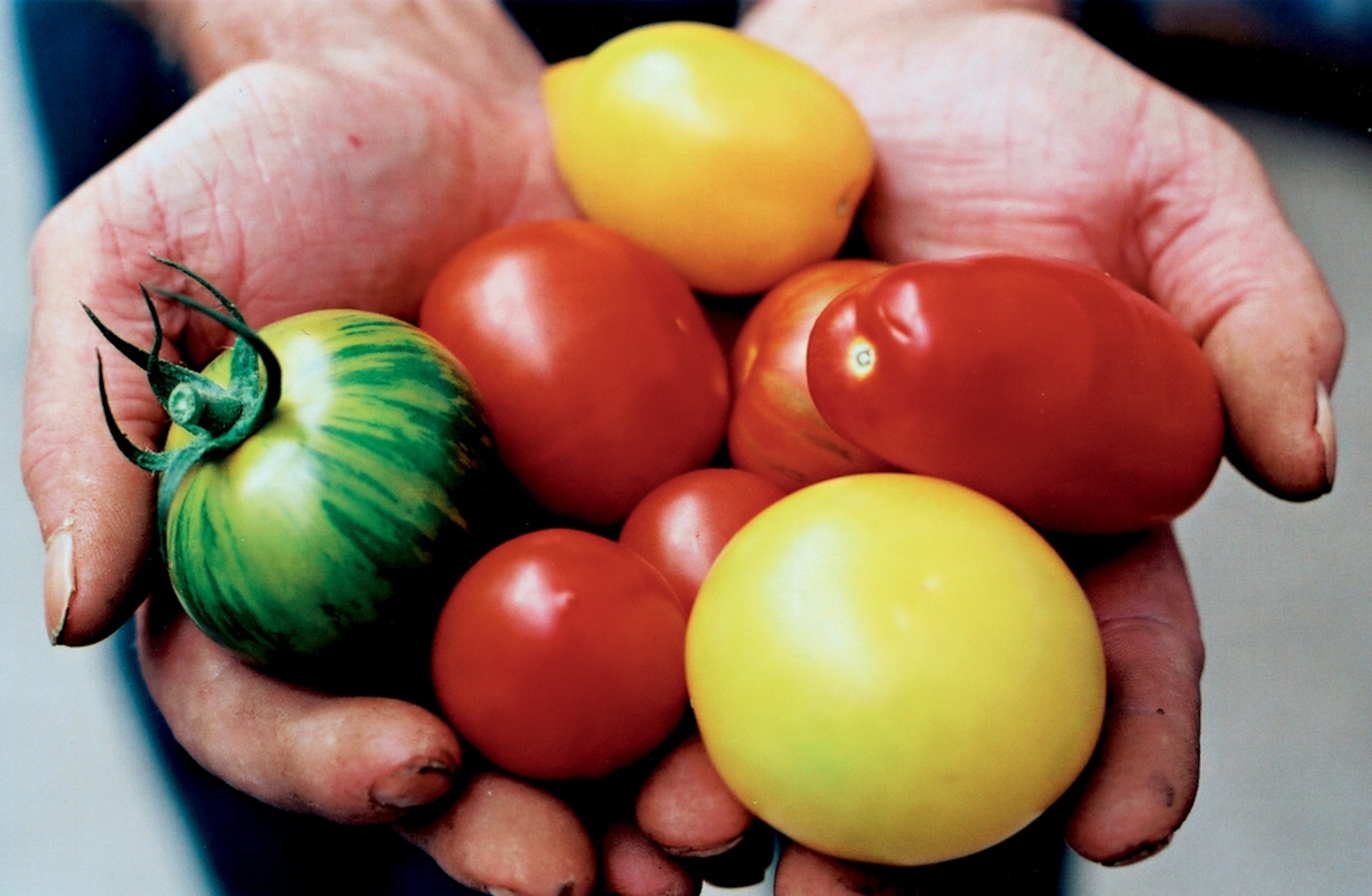 Veggie Family Secret: Tomatoes are Double First Cousins | National ...