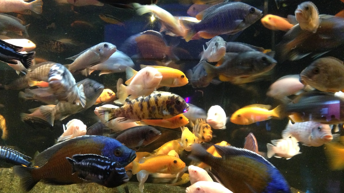 The Innovation That Doomed The Very Fish It Helped | National Geographic