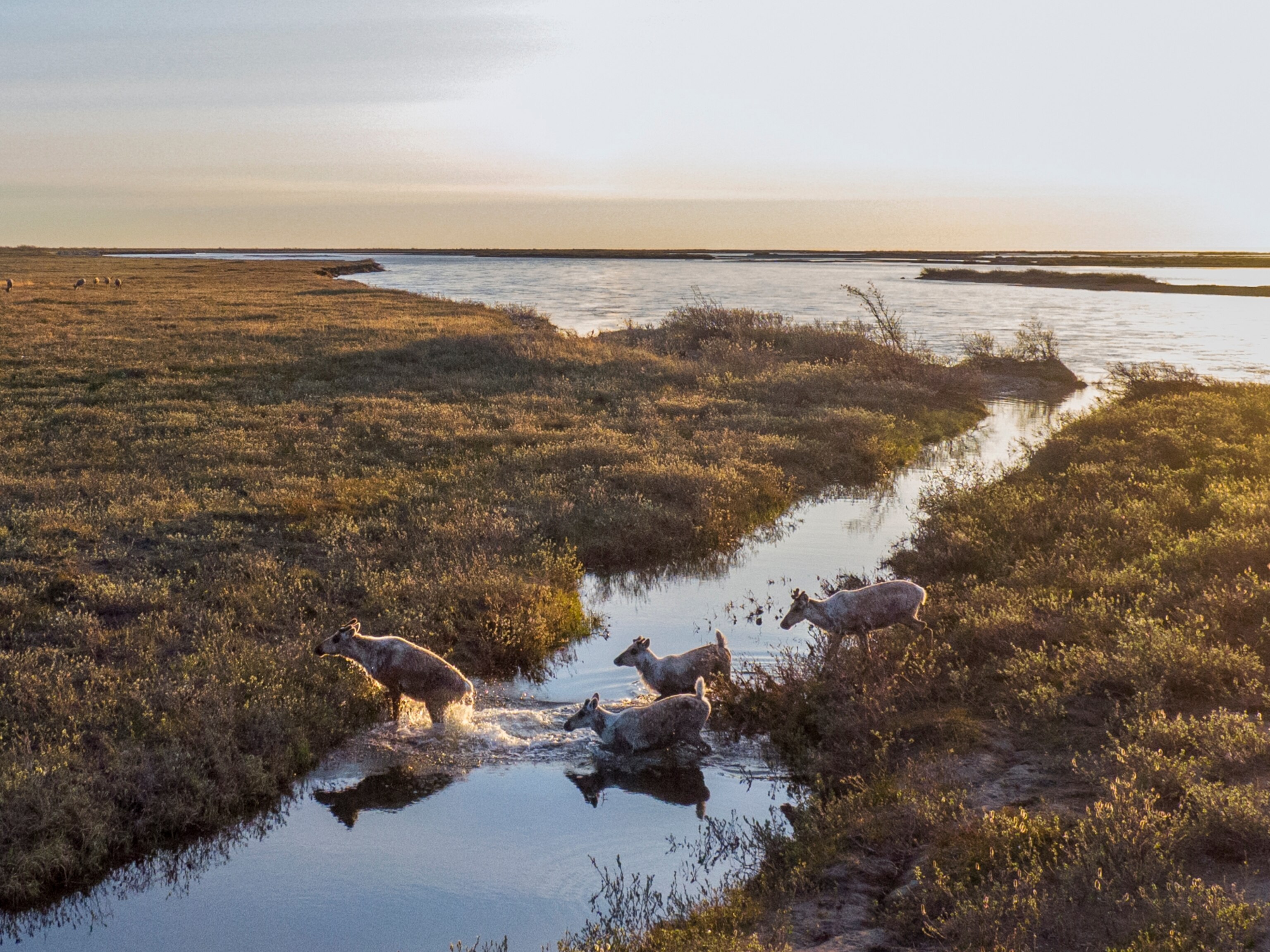 Where are all the caribou?