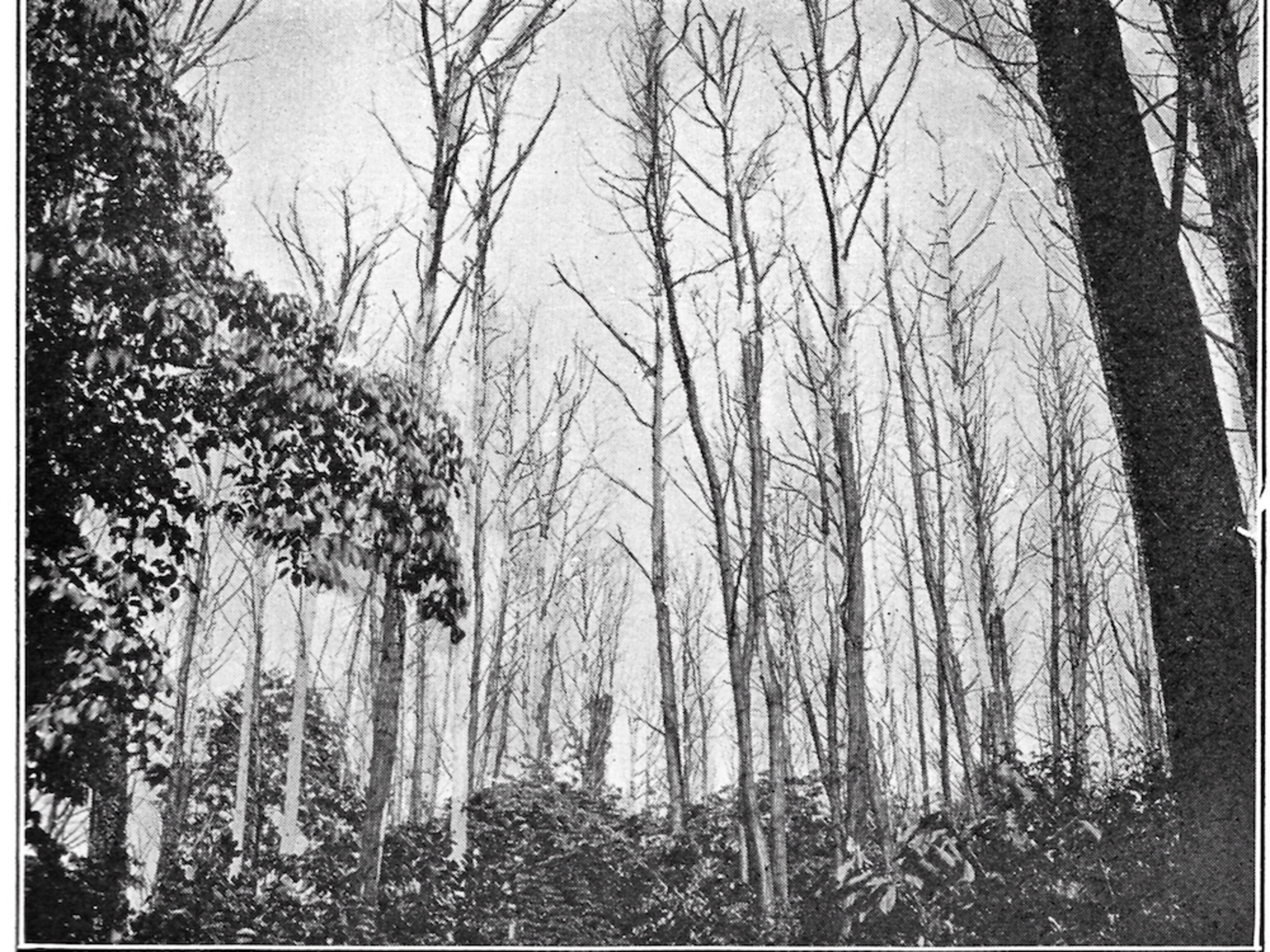 Resurrecting A Forest