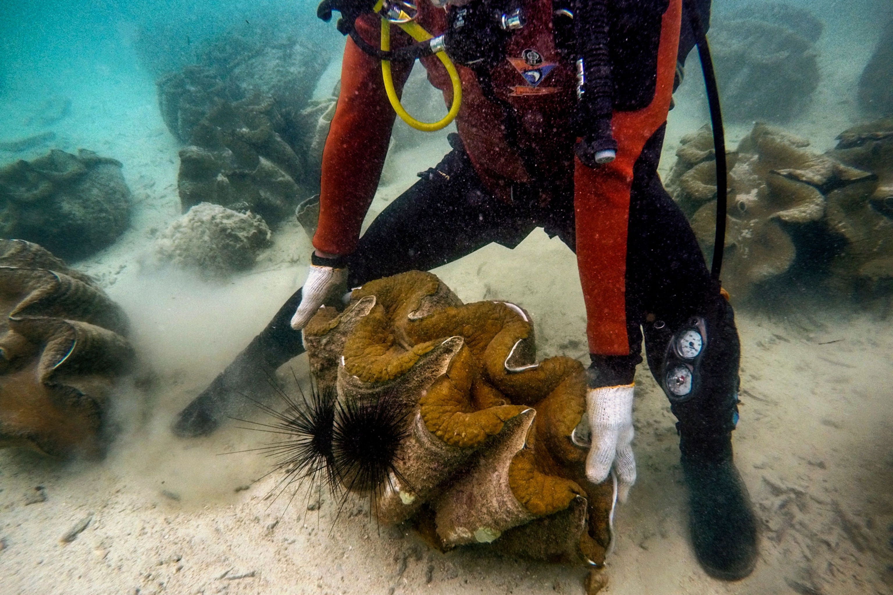 Eating Giant Clams