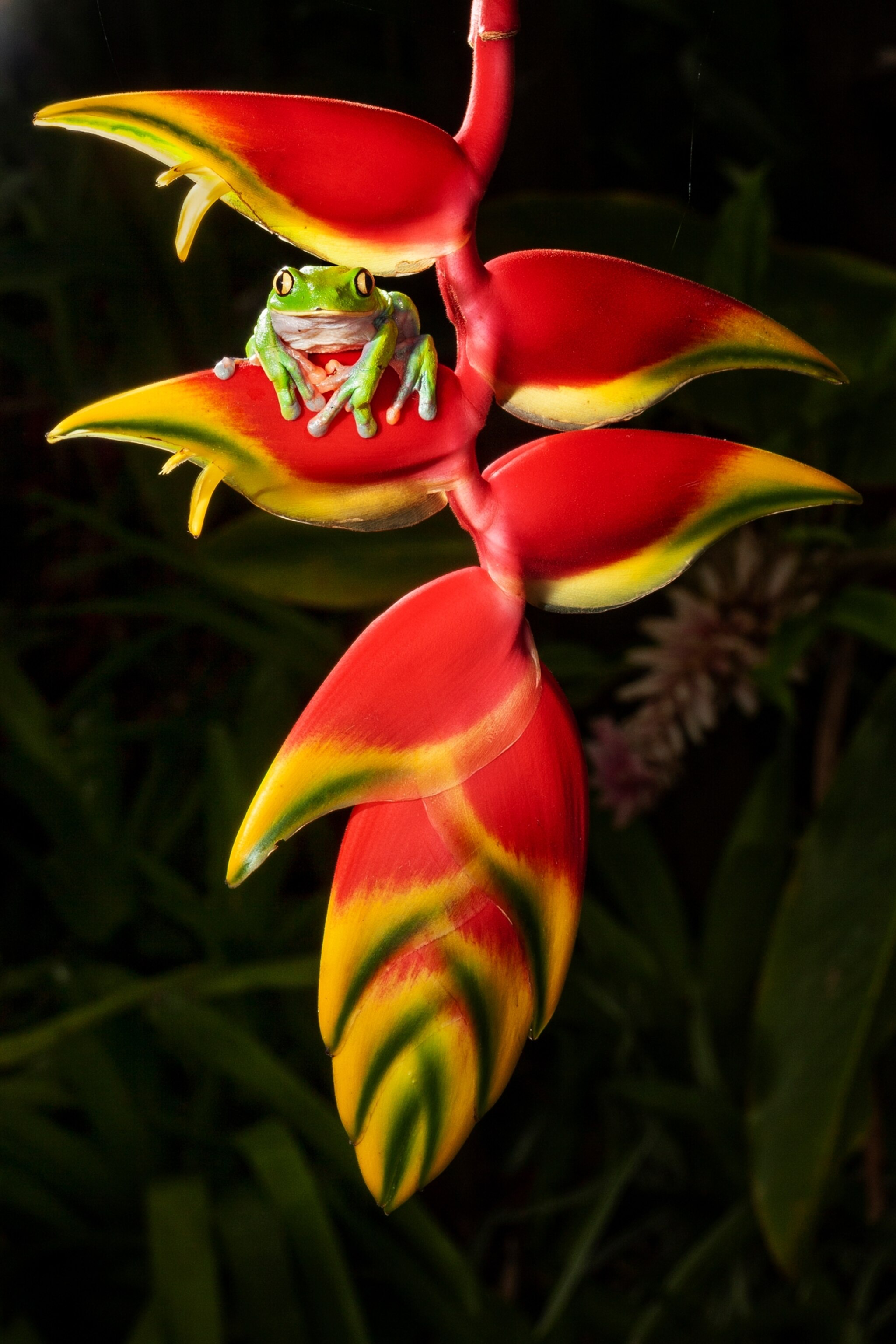 How to visit frogs in Costa Rica