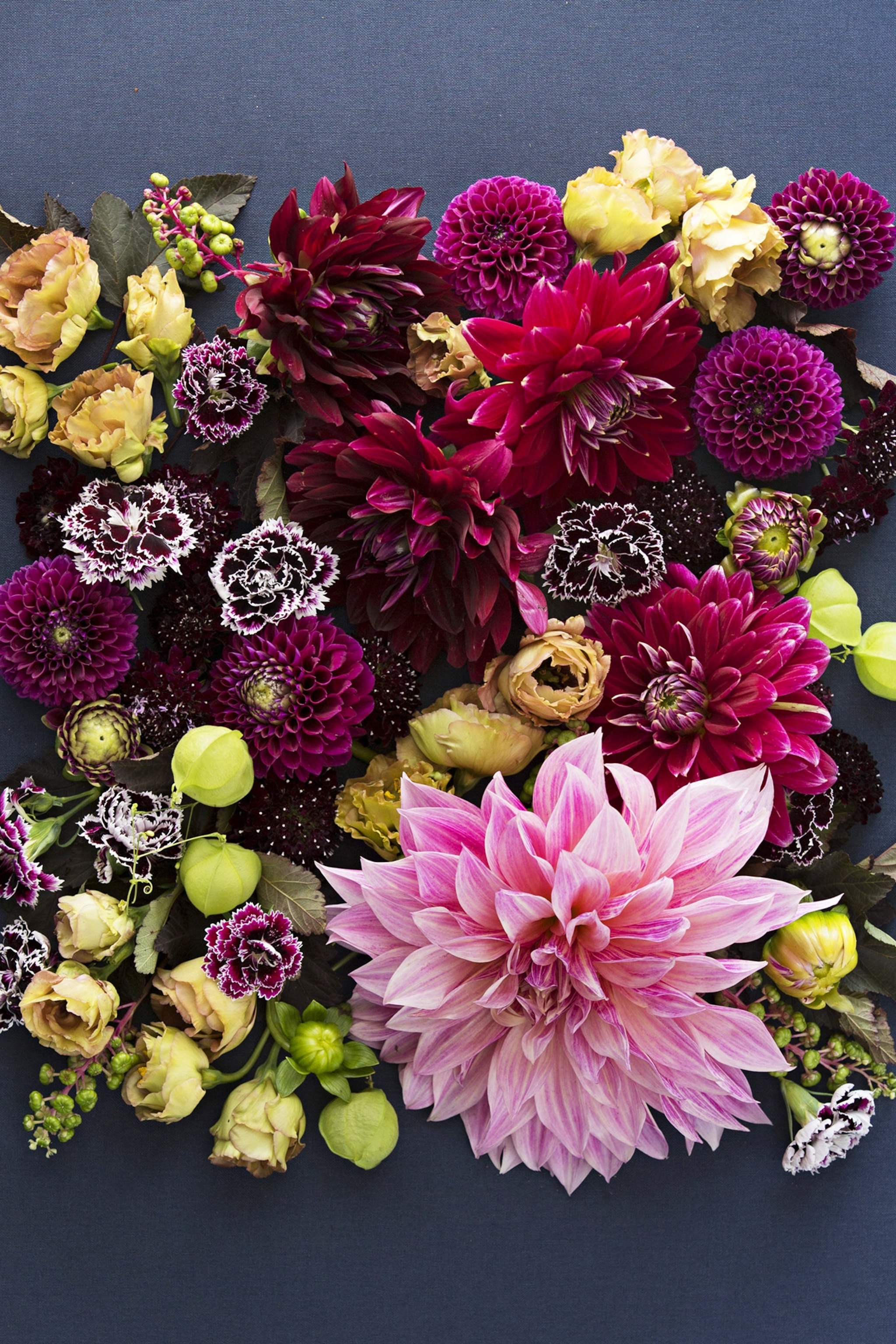 National Geographic Flowers Pictures | Best Flower Site